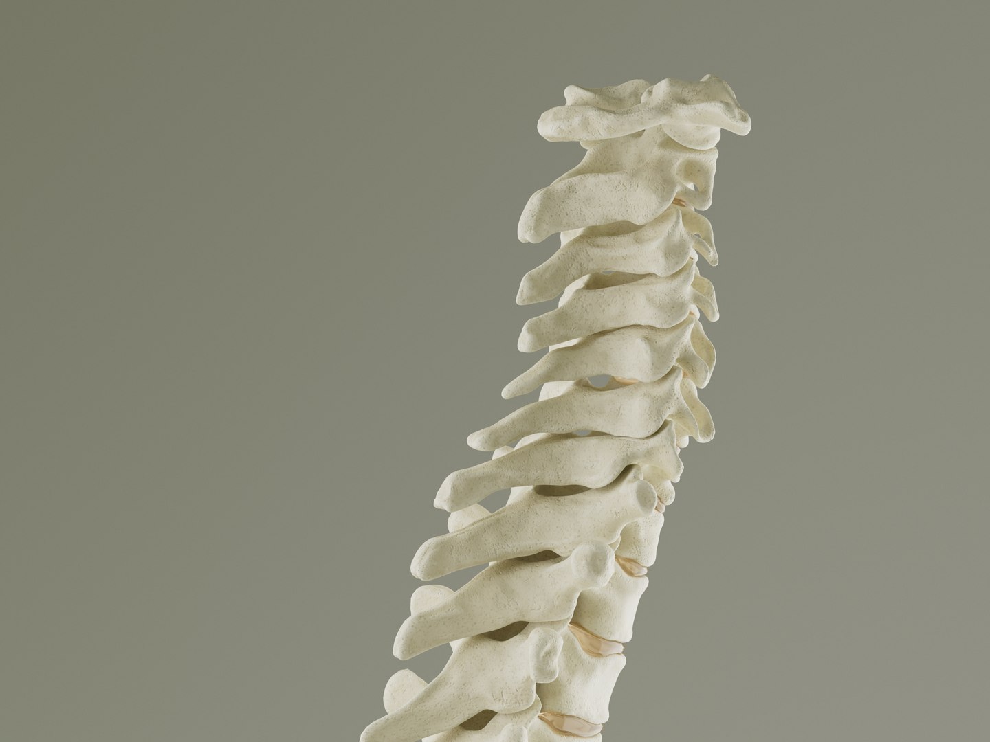 Vertebral Column Anatomy Prop 3D Model - TurboSquid 1836831