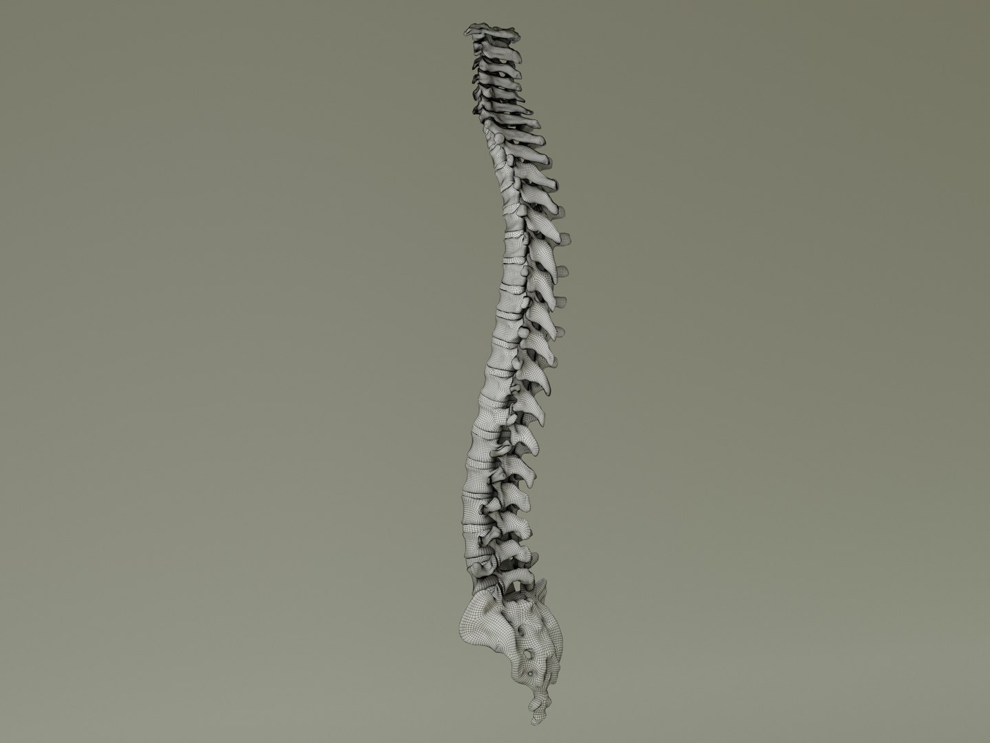 Vertebral Column Anatomy Prop 3D Model - TurboSquid 1836831