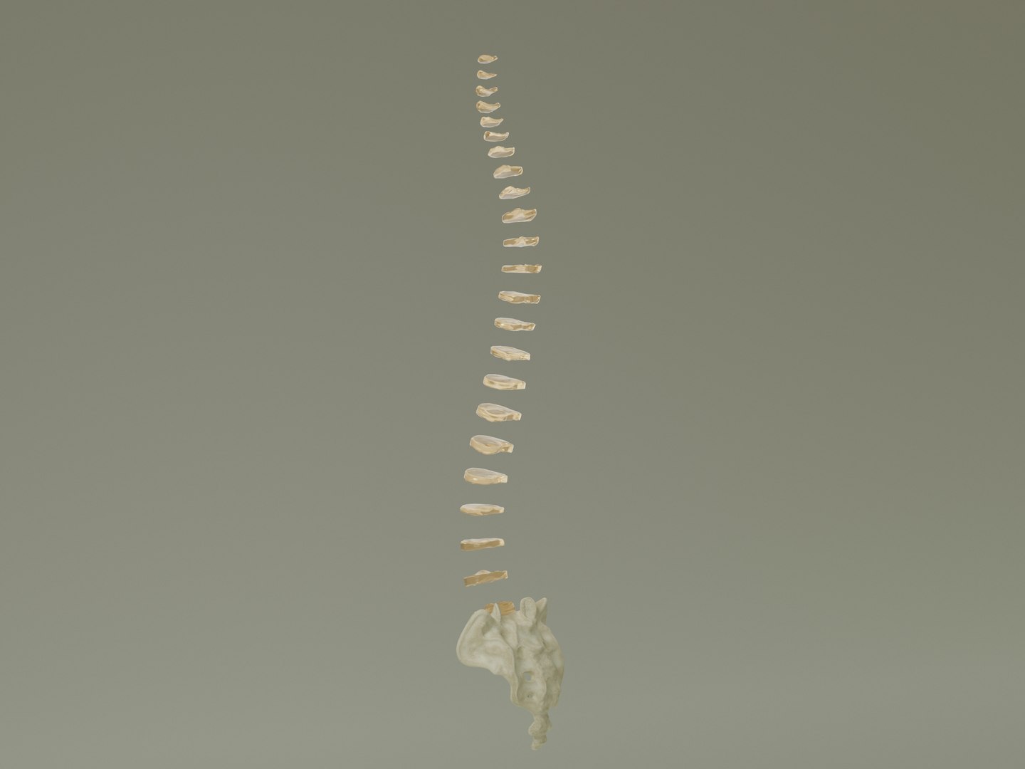 Vertebral Column Anatomy Prop 3D Model - TurboSquid 1836831