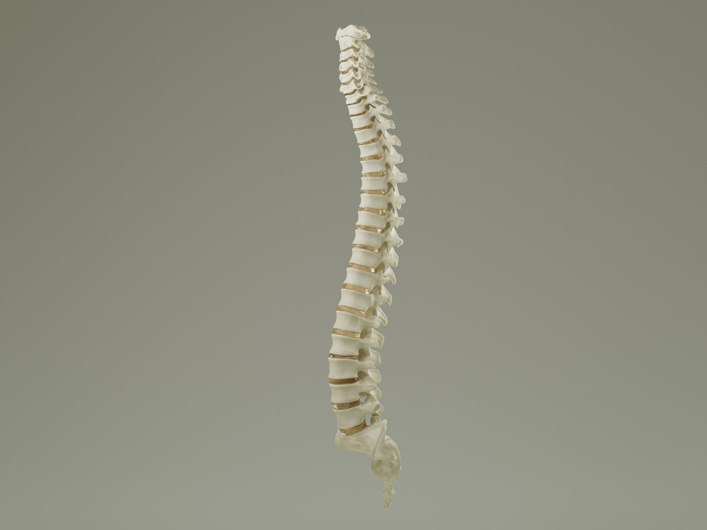 Vertebral Column Anatomy Prop 3D Model - TurboSquid 1836831