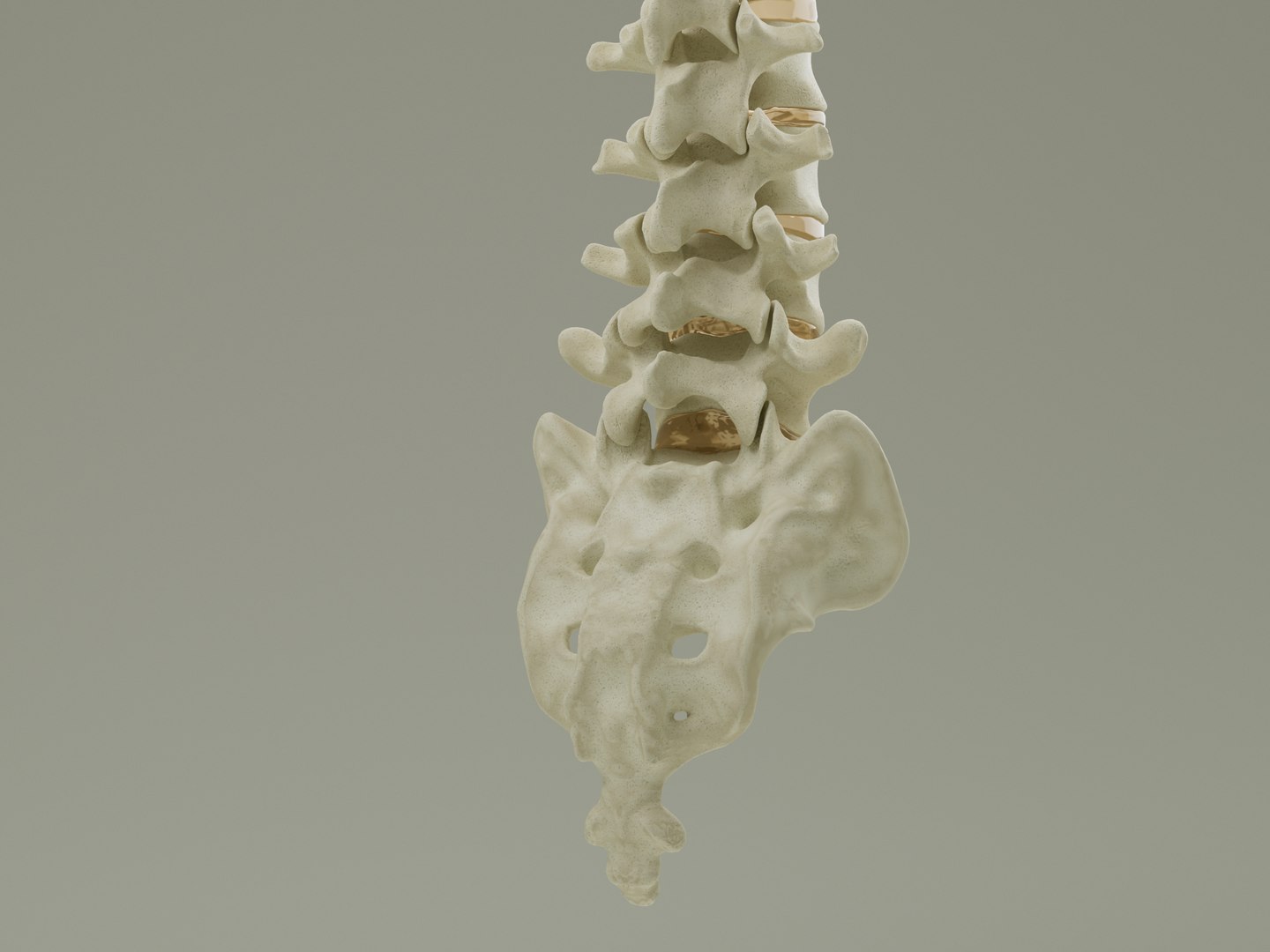Vertebral Column Anatomy Prop 3D Model - TurboSquid 1836831