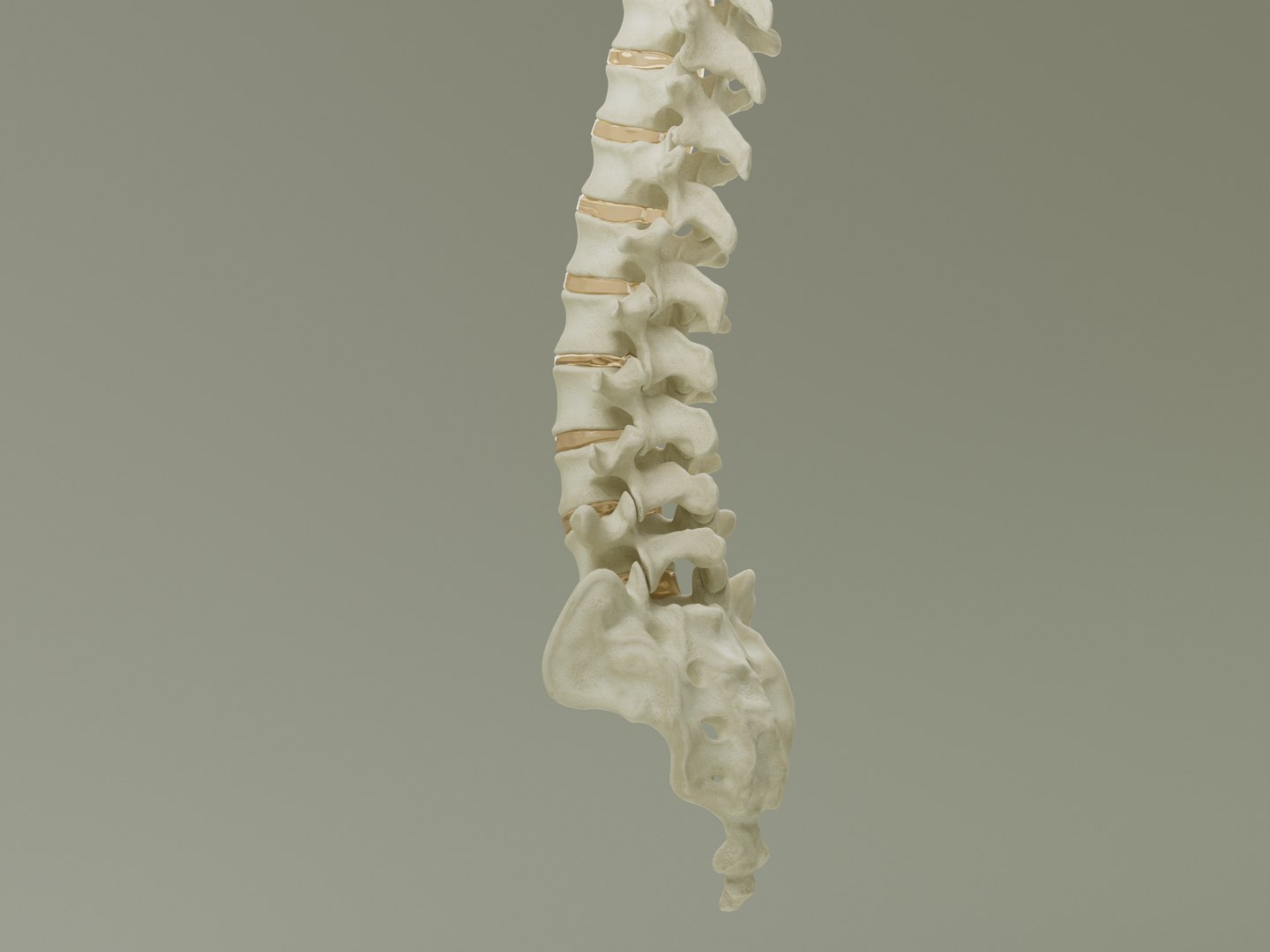 Vertebral Column Anatomy Prop 3D Model - TurboSquid 1836831