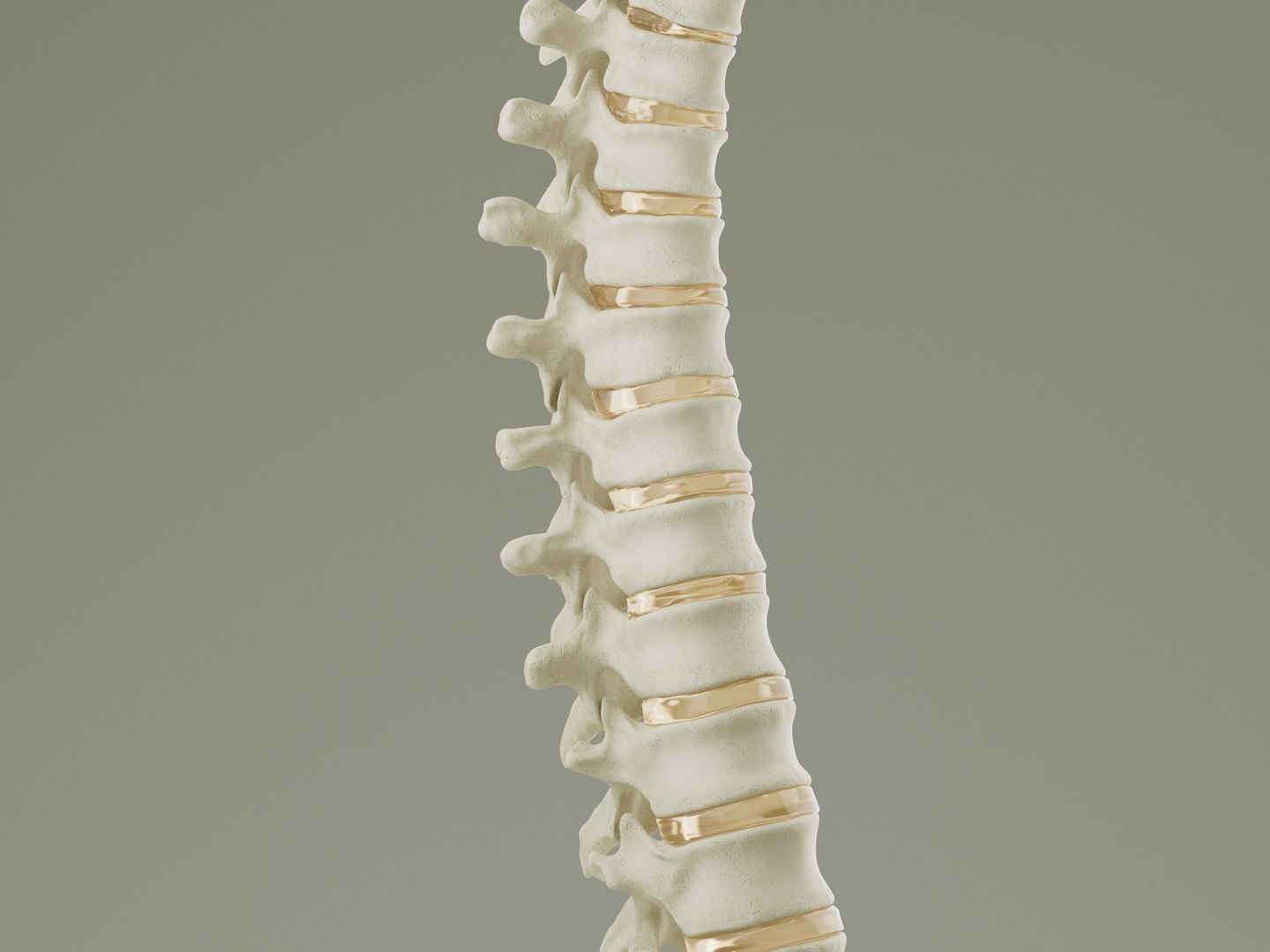 Vertebral Column Anatomy Prop 3D Model - TurboSquid 1836831