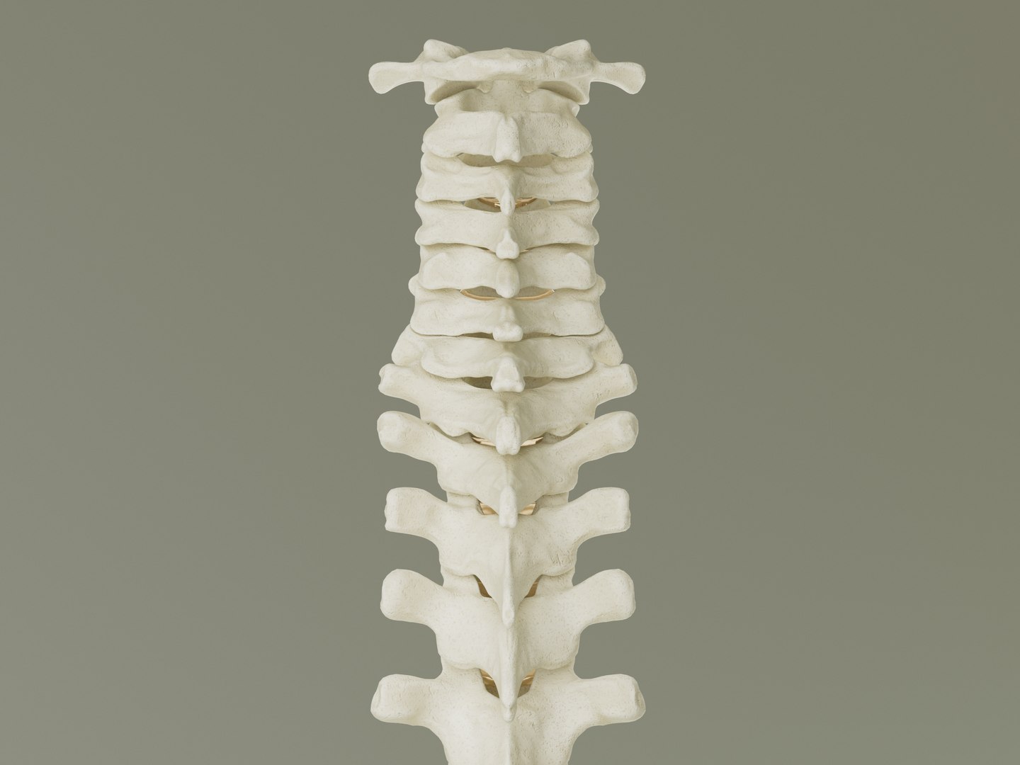 Vertebral Column Anatomy Prop 3D Model - TurboSquid 1836831