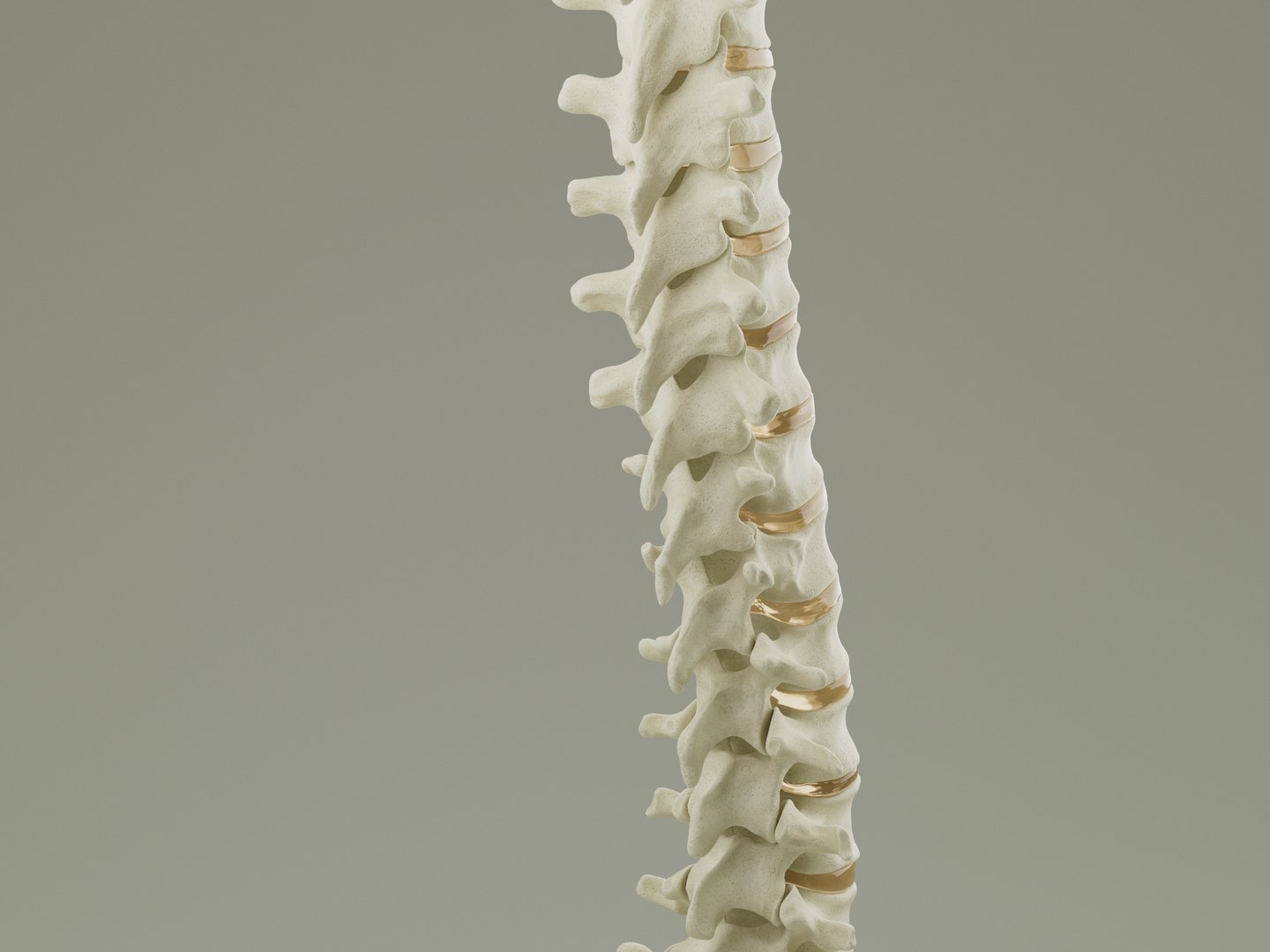 Vertebral Column Anatomy Prop 3D Model - TurboSquid 1836831