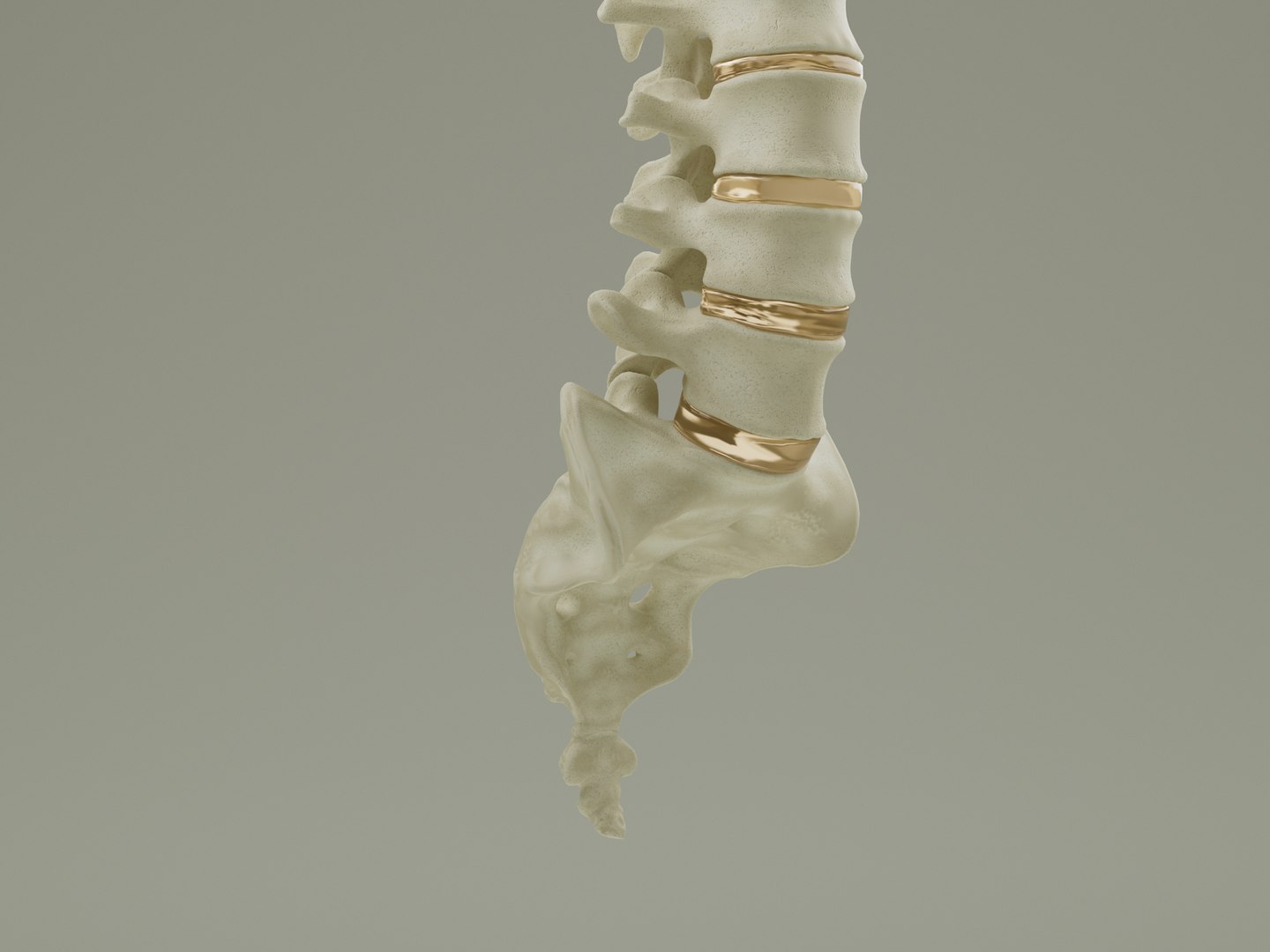 Vertebral Column Anatomy Prop 3D Model - TurboSquid 1836831