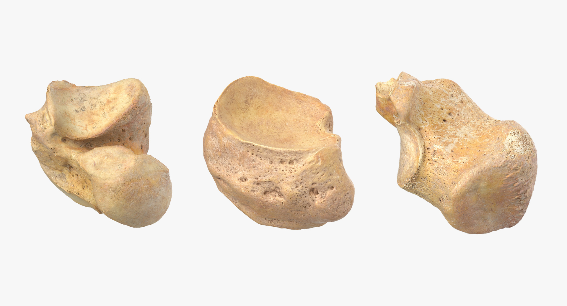 3D Human Tarsal Bones Collection Yellow - 7 Bones - TurboSquid 1749424