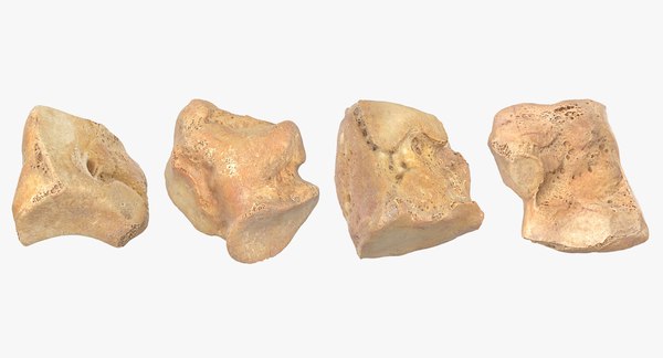 3D Human Tarsal Bones Collection Yellow - 7 Bones - TurboSquid 1749424