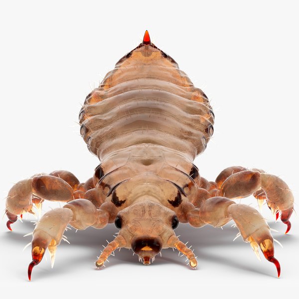 modelo 3d Phthiraptera White, preparado para Cinema 4D - TurboSquid 2307426