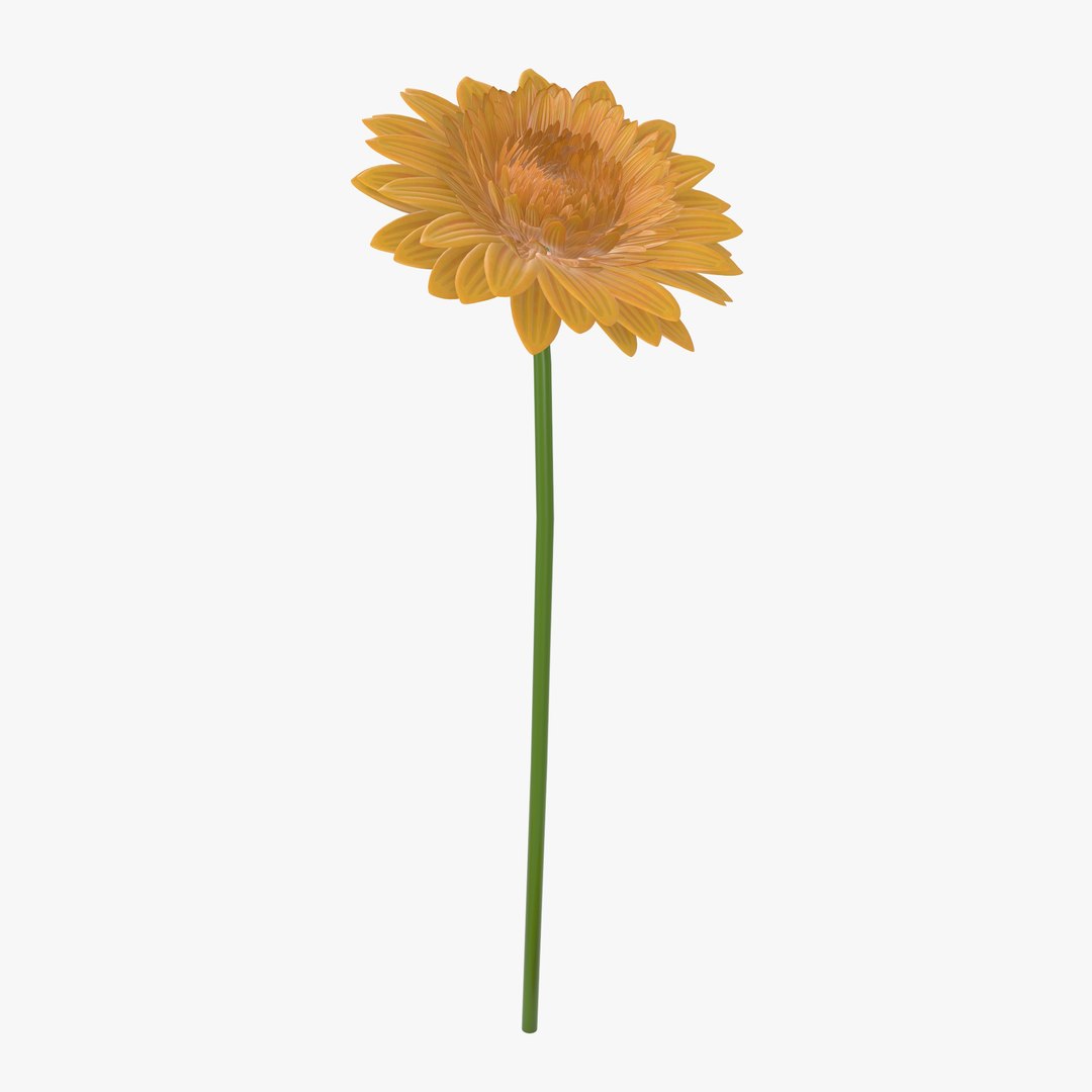 Flower Gerbera 3D Model - TurboSquid 1389033