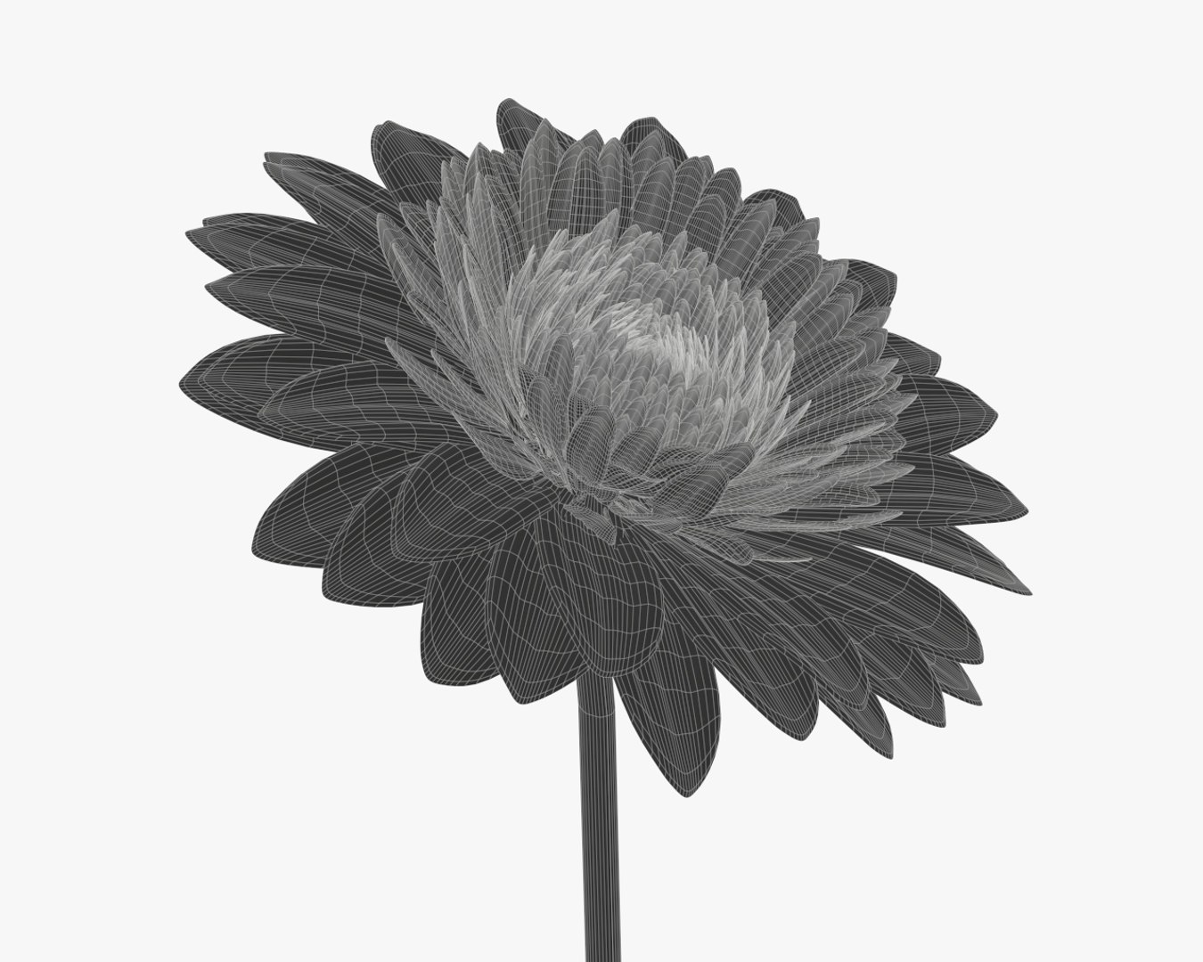 Flower Gerbera 3D Model - TurboSquid 1389033