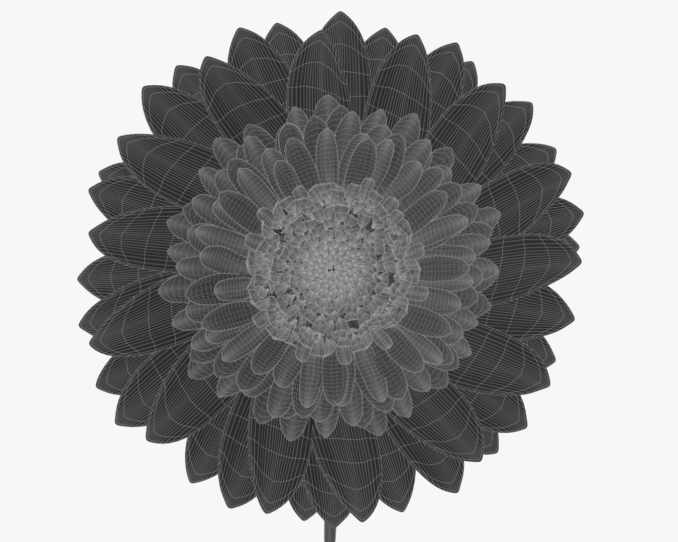 Flower Gerbera 3D Model - TurboSquid 1389033