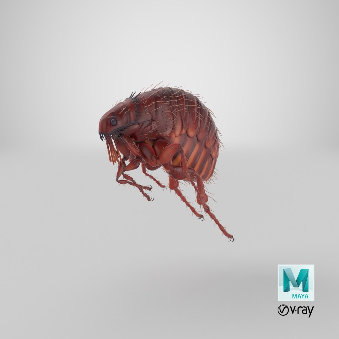 3D Flea Jumping - TurboSquid 1375629