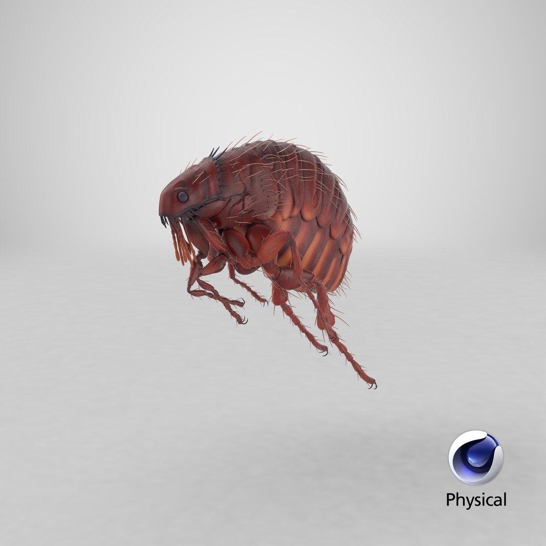3D Flea Jumping - TurboSquid 1375629