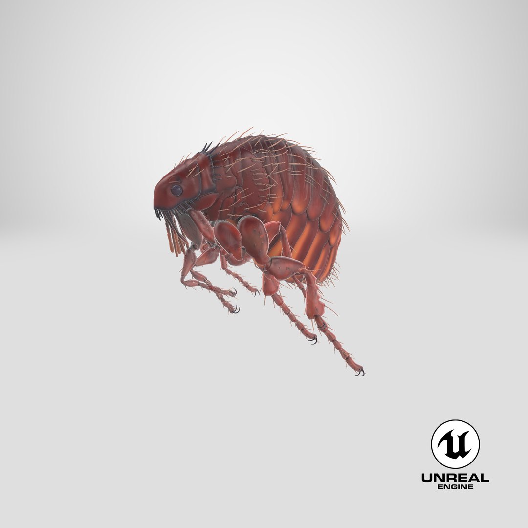 3D Flea Jumping - TurboSquid 1375629