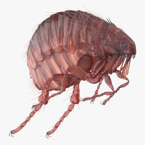 3D flea standing - TurboSquid 1375624