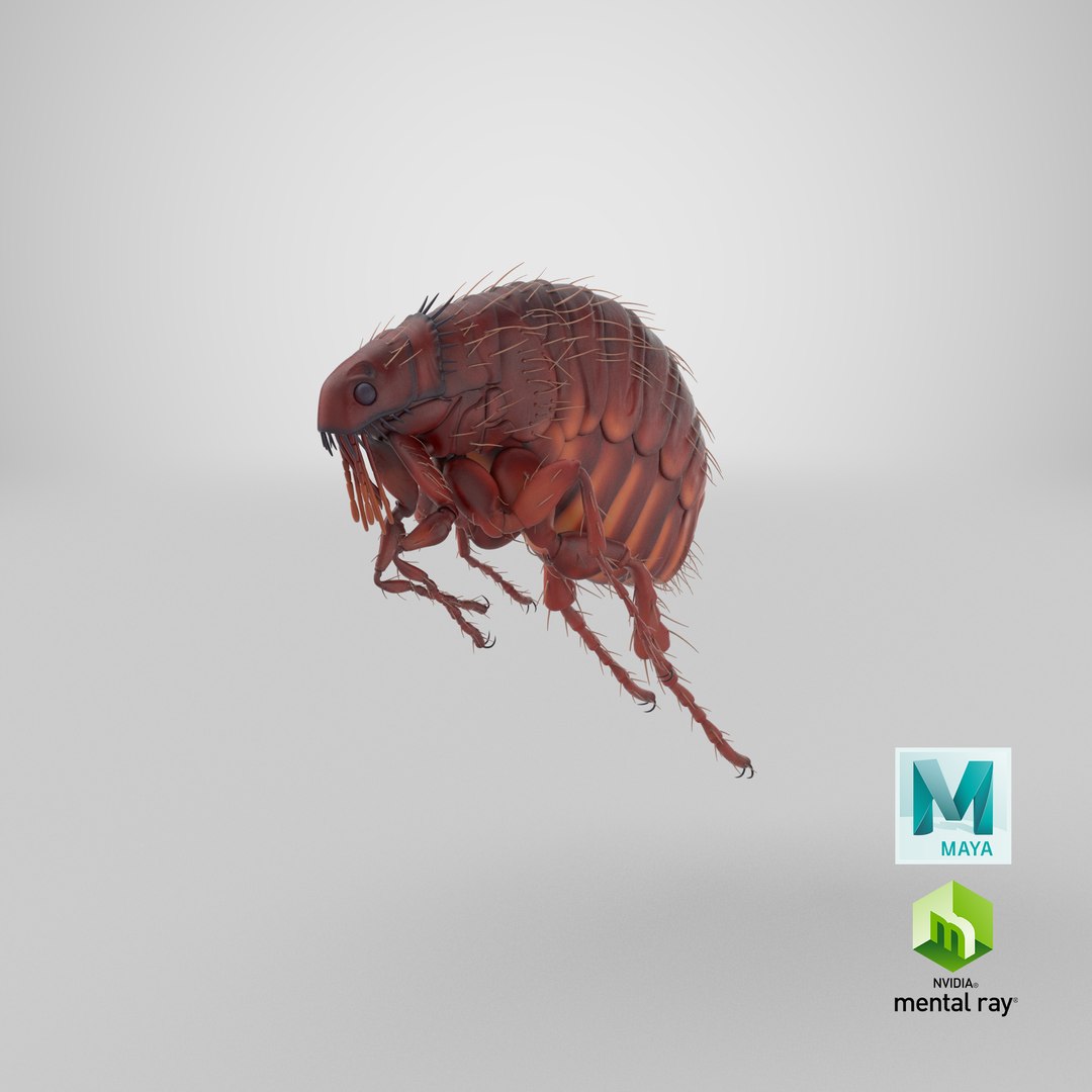3D Flea Jumping - TurboSquid 1375629