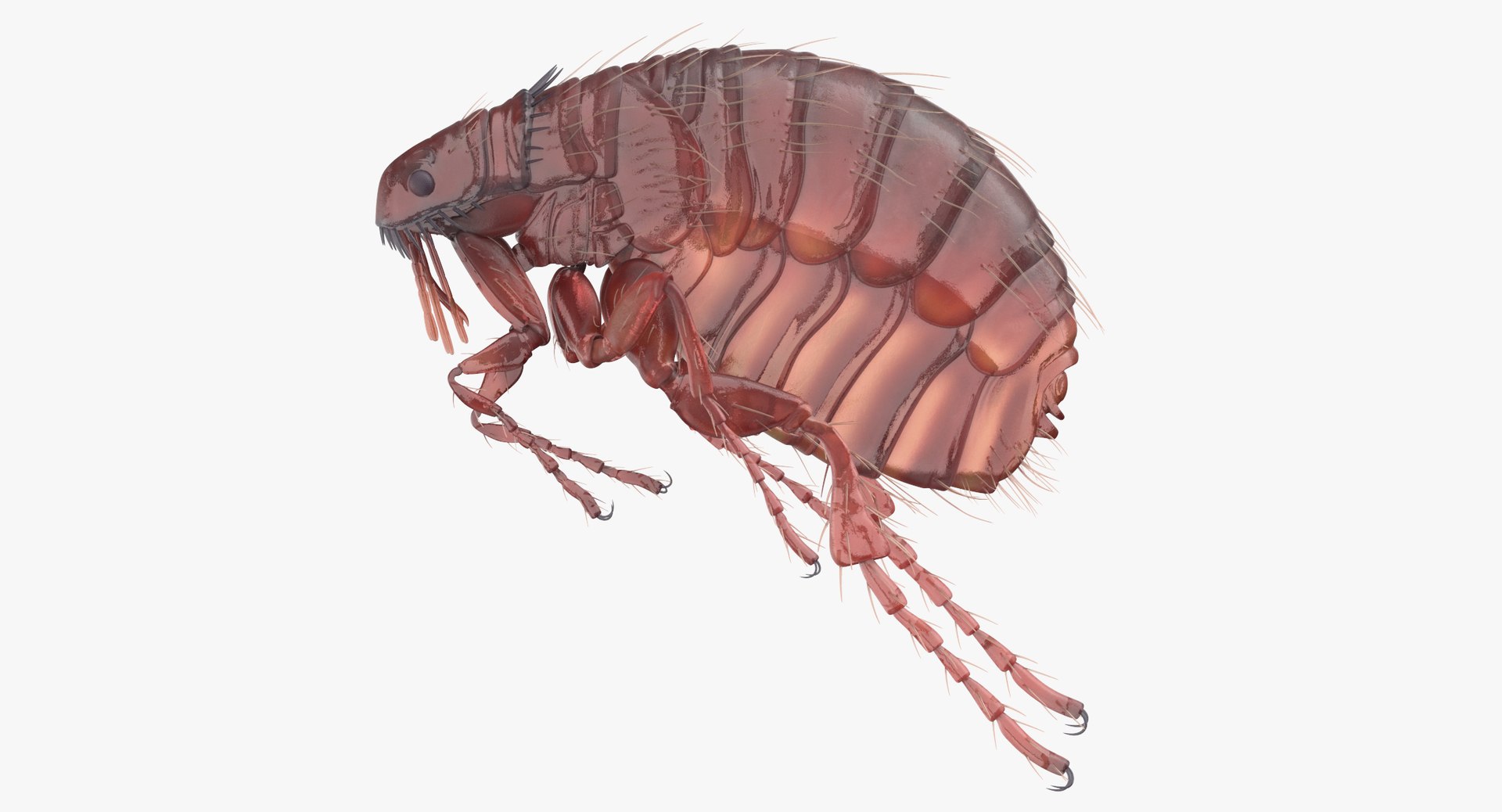 3D Flea Jumping - TurboSquid 1375629