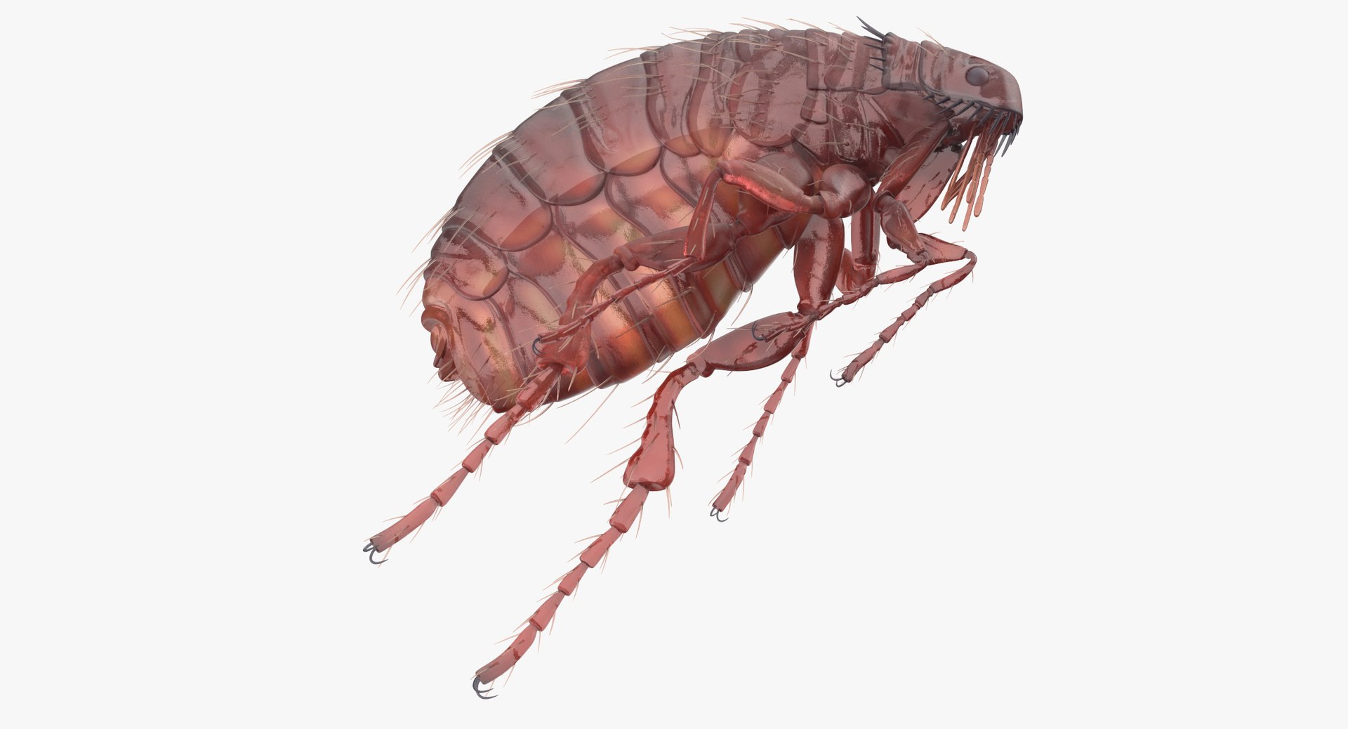 3D Flea Jumping - TurboSquid 1375629