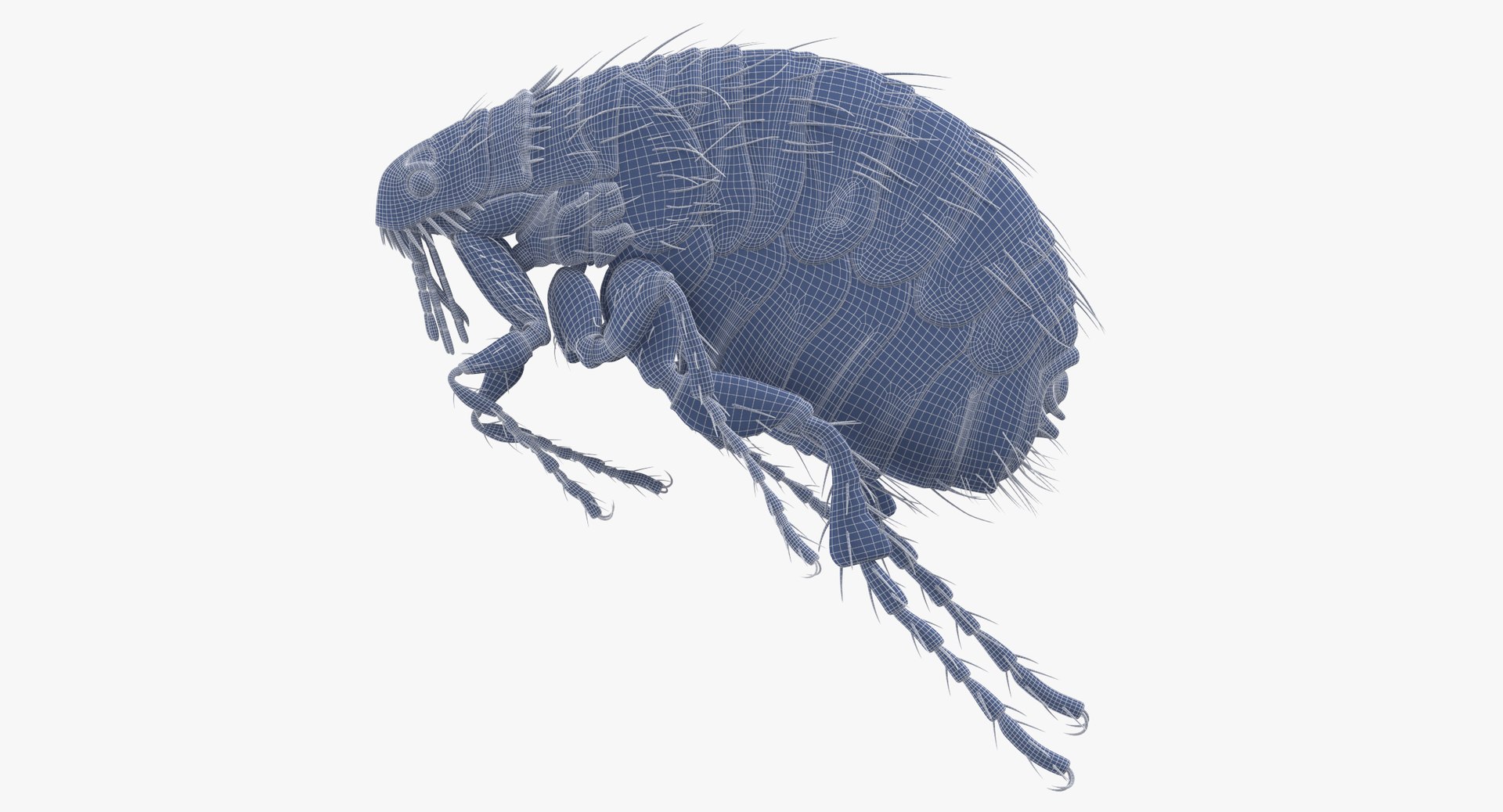 3D Flea Jumping - TurboSquid 1375629