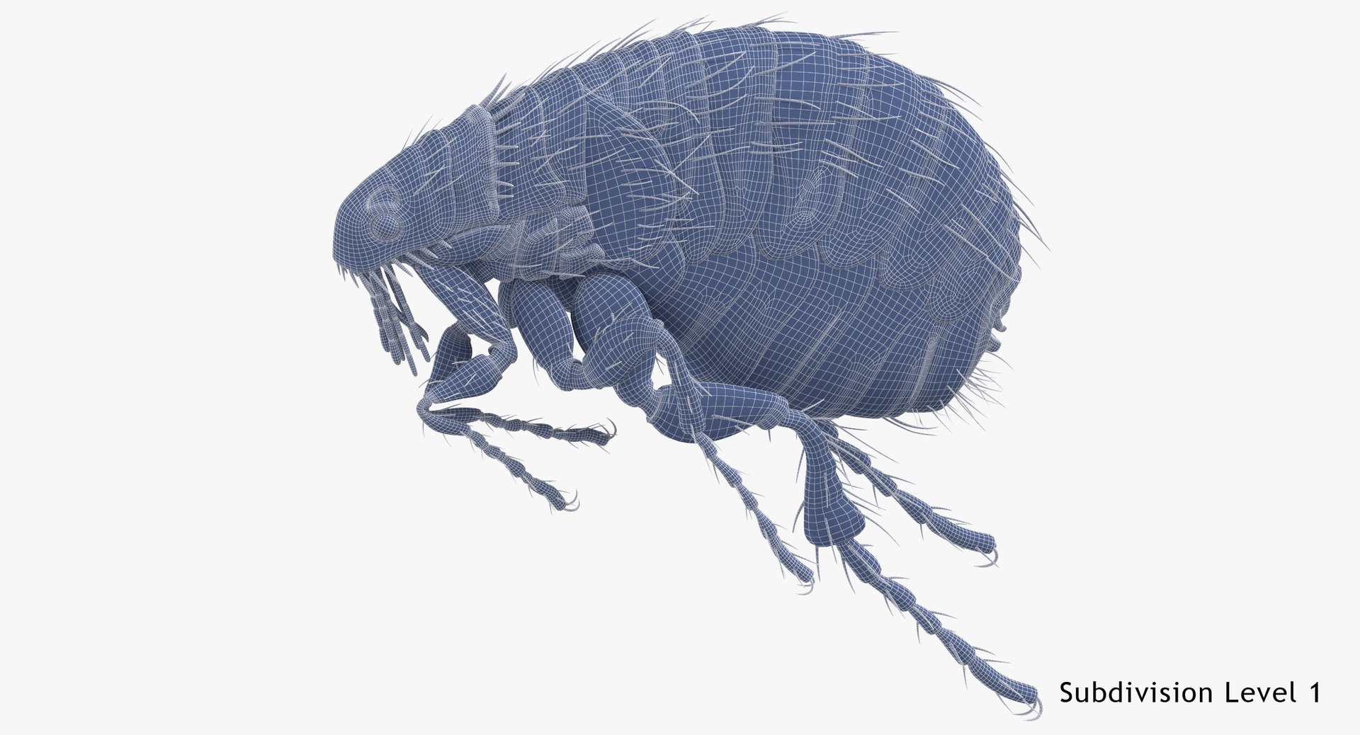 3D Flea Jumping - TurboSquid 1375629