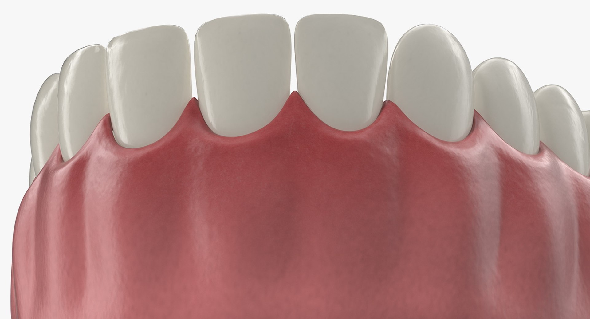 Lower teeth medical dental 3D model - TurboSquid 1428835