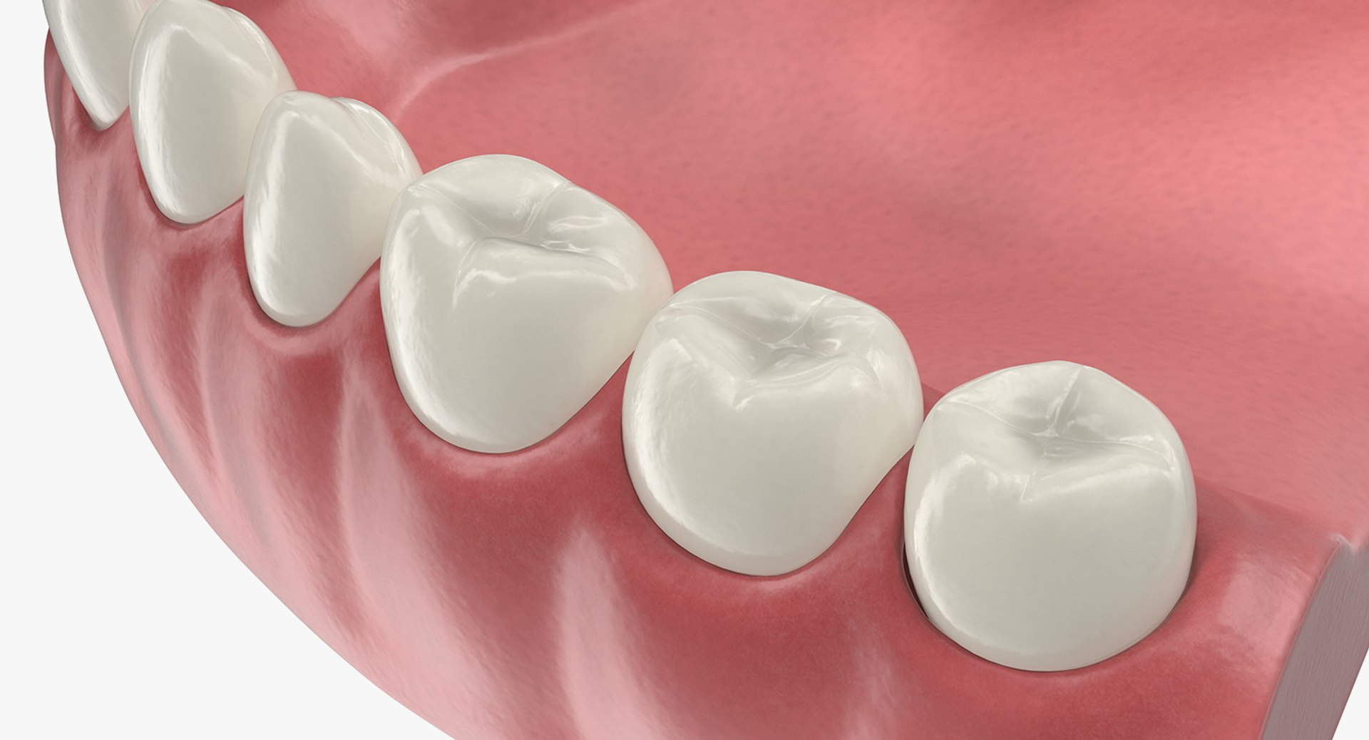 Lower teeth medical dental 3D model - TurboSquid 1428835