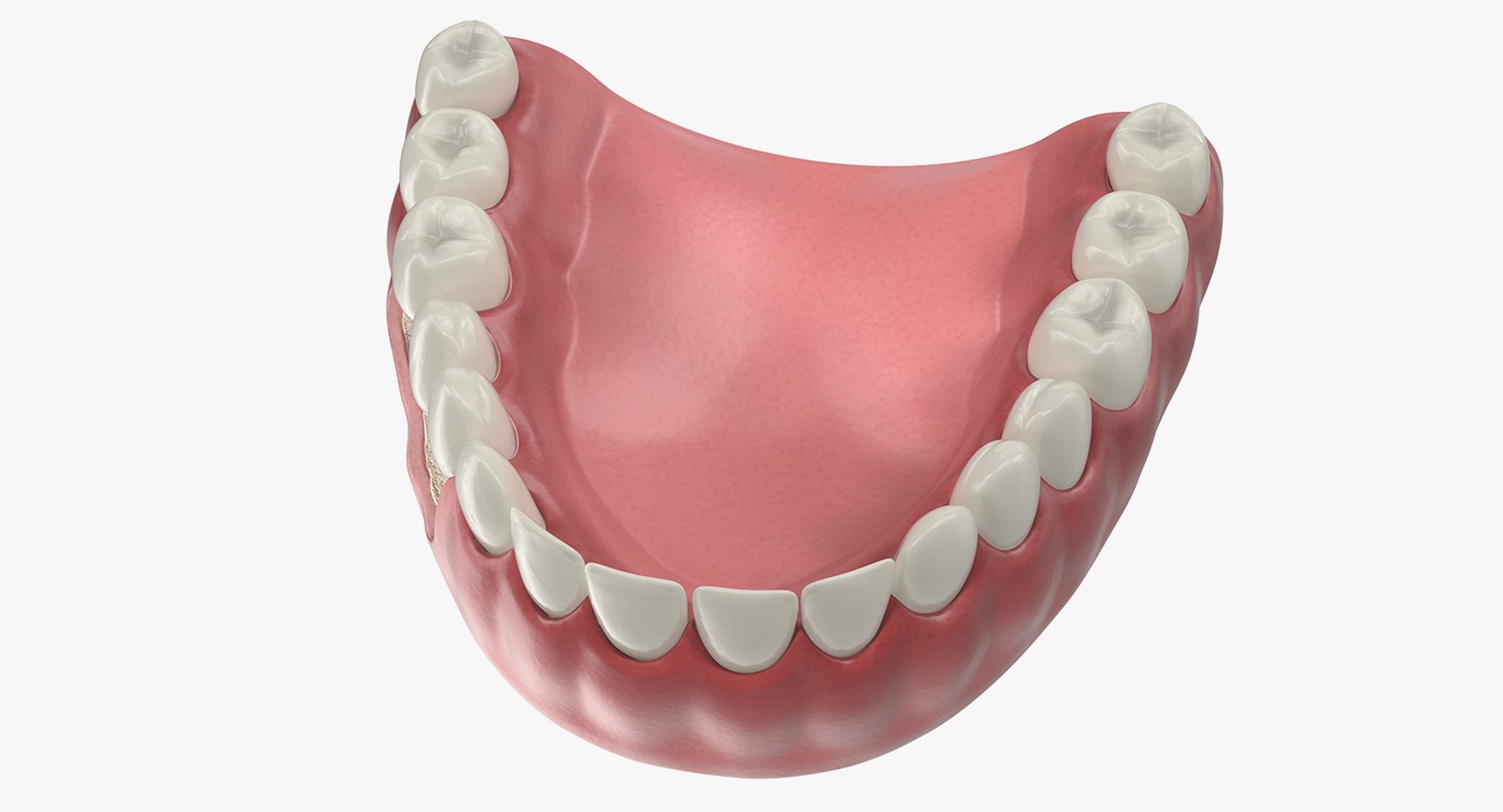 Lower teeth medical dental 3D model - TurboSquid 1428835