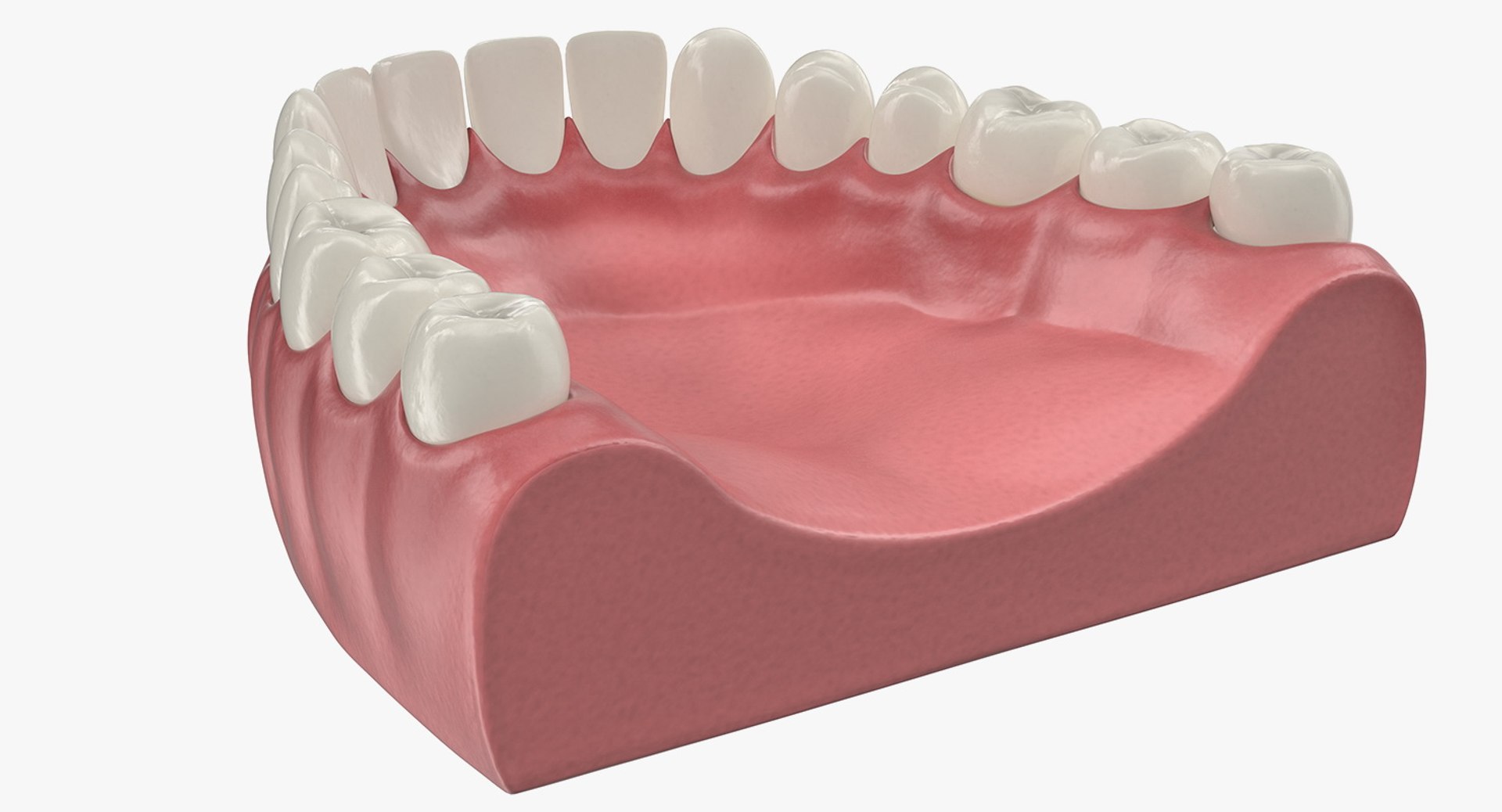 Lower teeth medical dental 3D model - TurboSquid 1428835