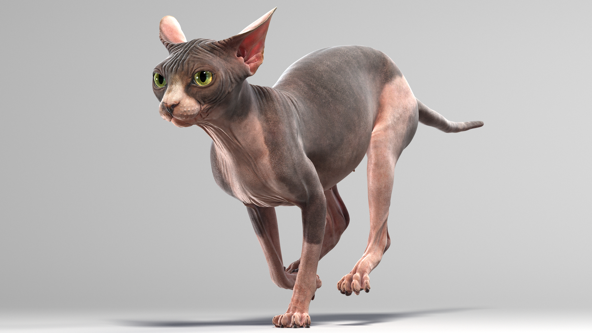 Sphynx cat animations 3D - TurboSquid 1430142