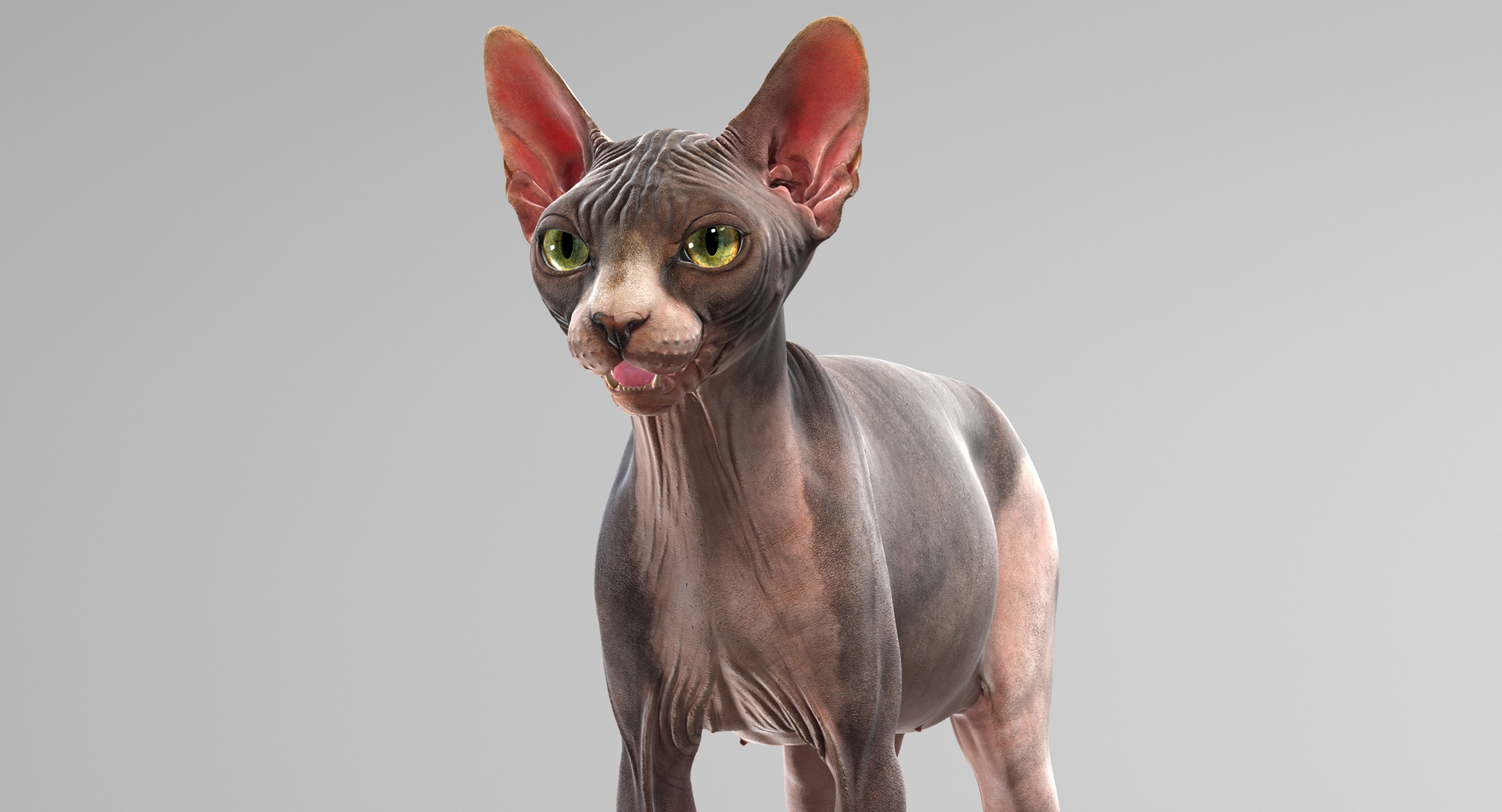 Sphynx cat animations 3D - TurboSquid 1430142