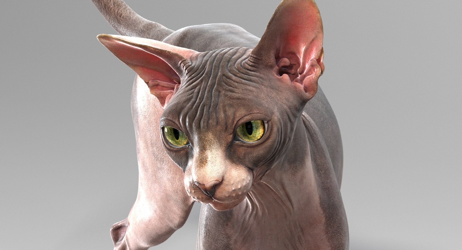 Sphynx Cat Animations 3D - TurboSquid 1430142