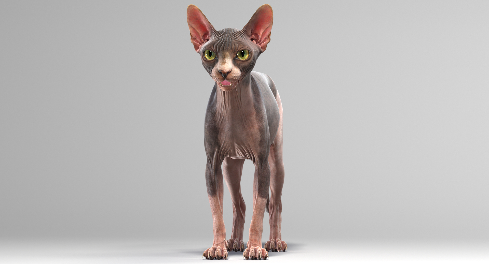 Sphynx cat animations 3D - TurboSquid 1430142