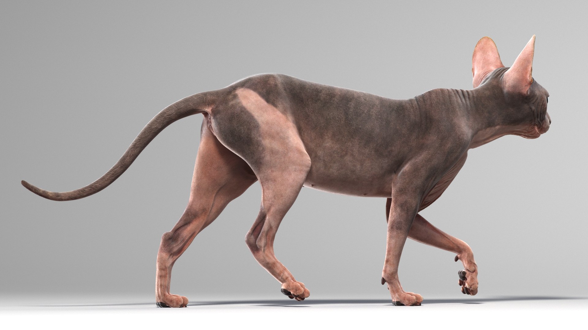 Sphynx cat animations 3D - TurboSquid 1430142