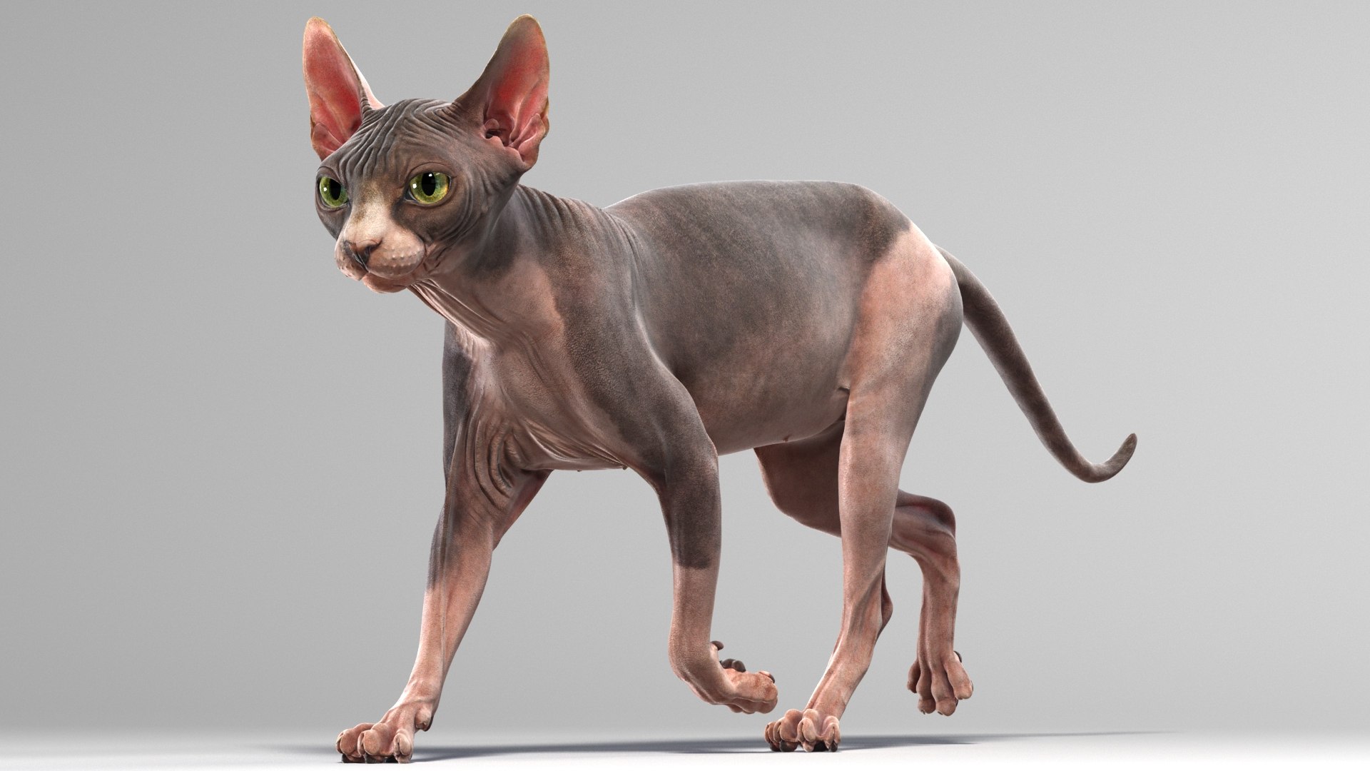 Sphynx cat animations 3D - TurboSquid 1430142