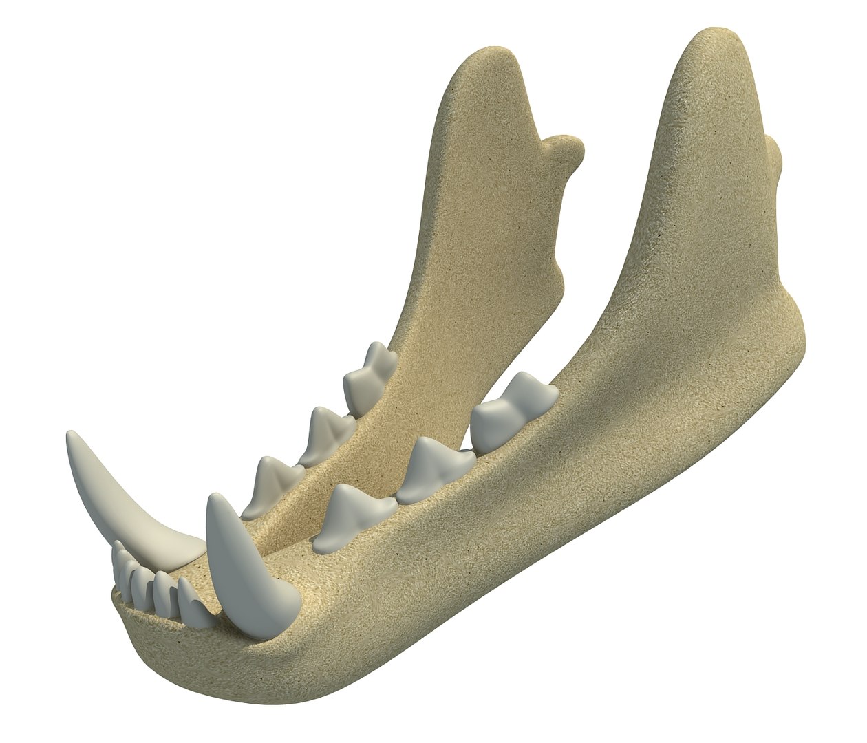 3D Animal Lower Jaw Mandible - TurboSquid 1177705