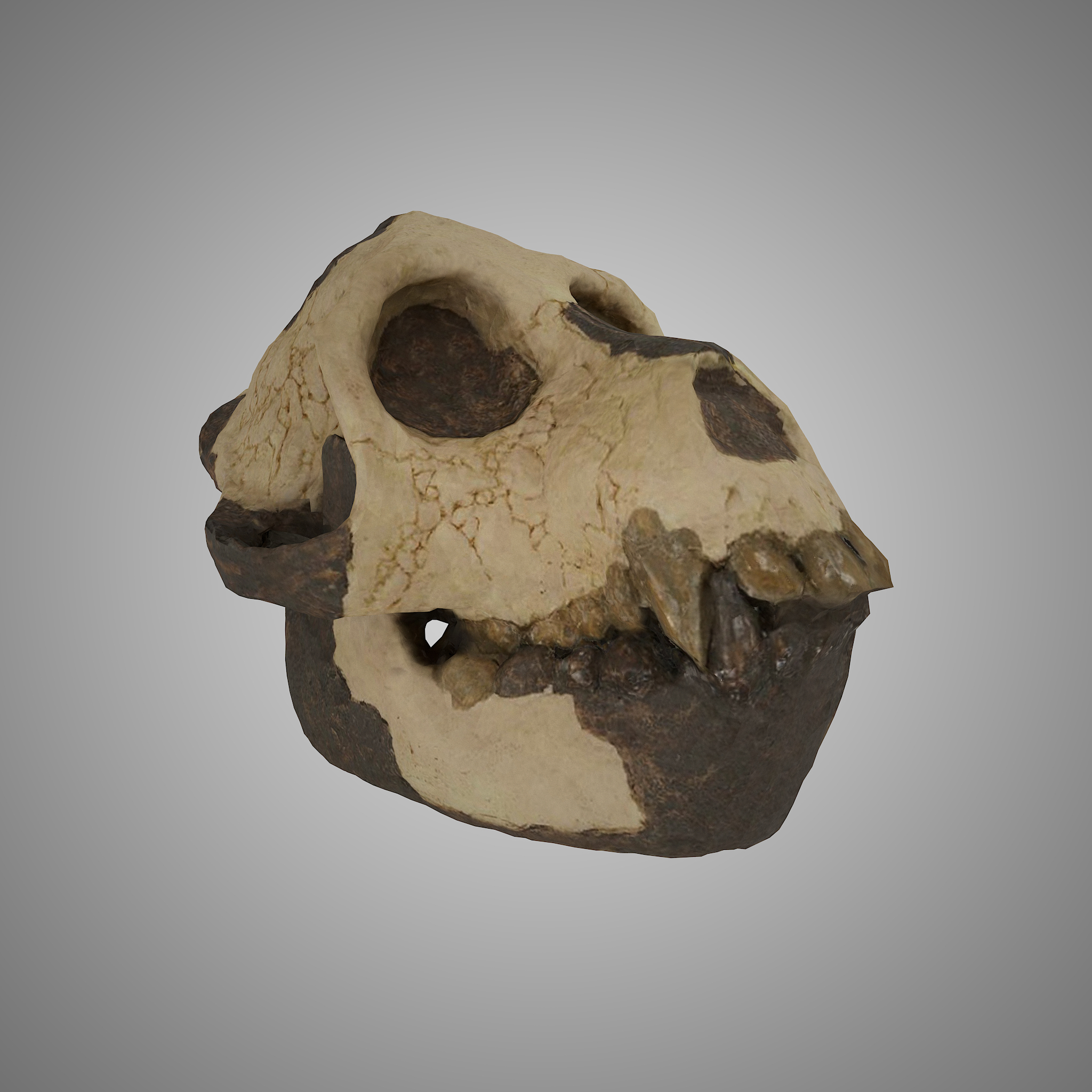 Human skulls evolution model - TurboSquid 1327590