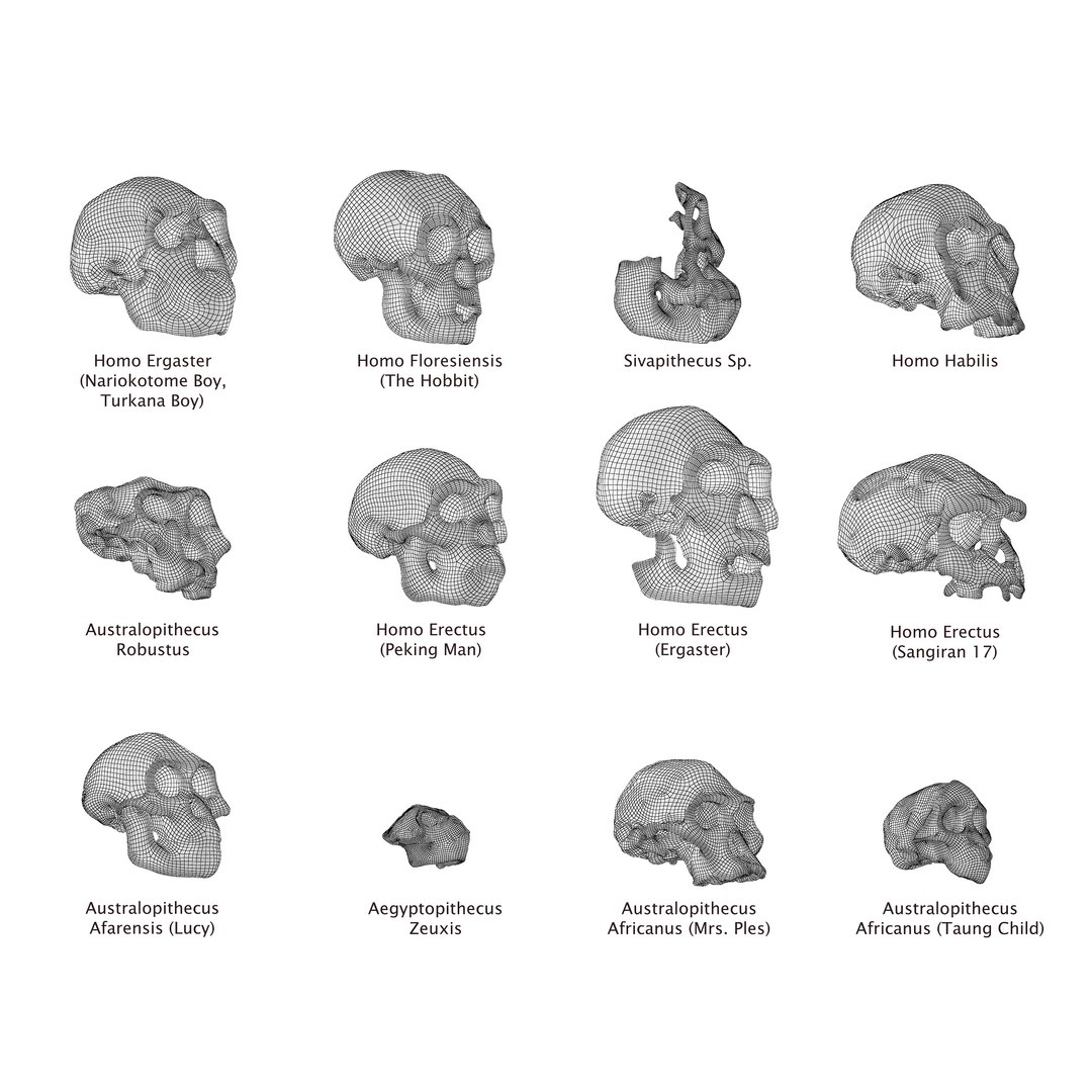 human evolution skull diagram