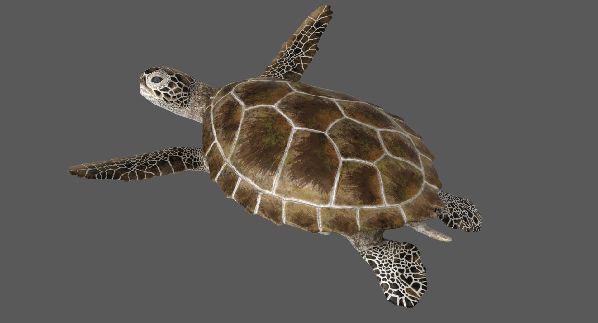 3D model green sea turtle animation - TurboSquid 1409891