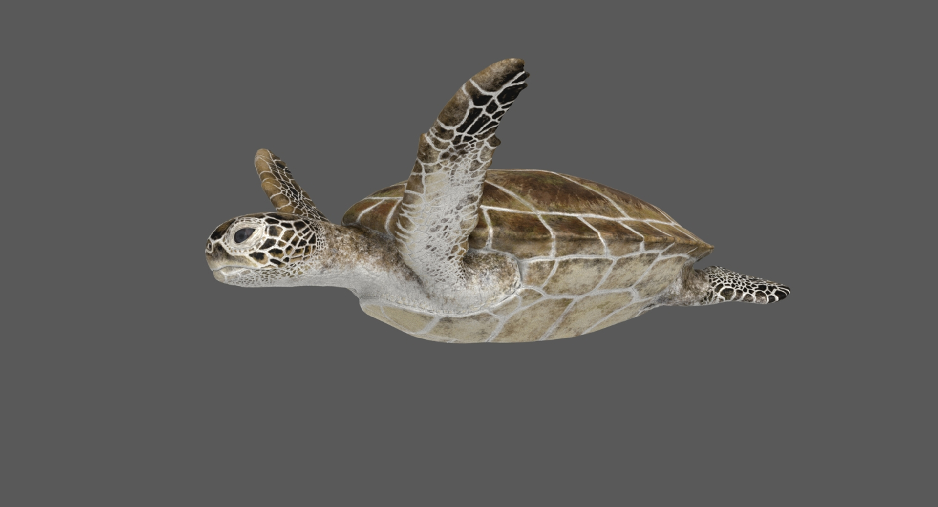 3D Model Green Sea Turtle Animation - TurboSquid 1409891