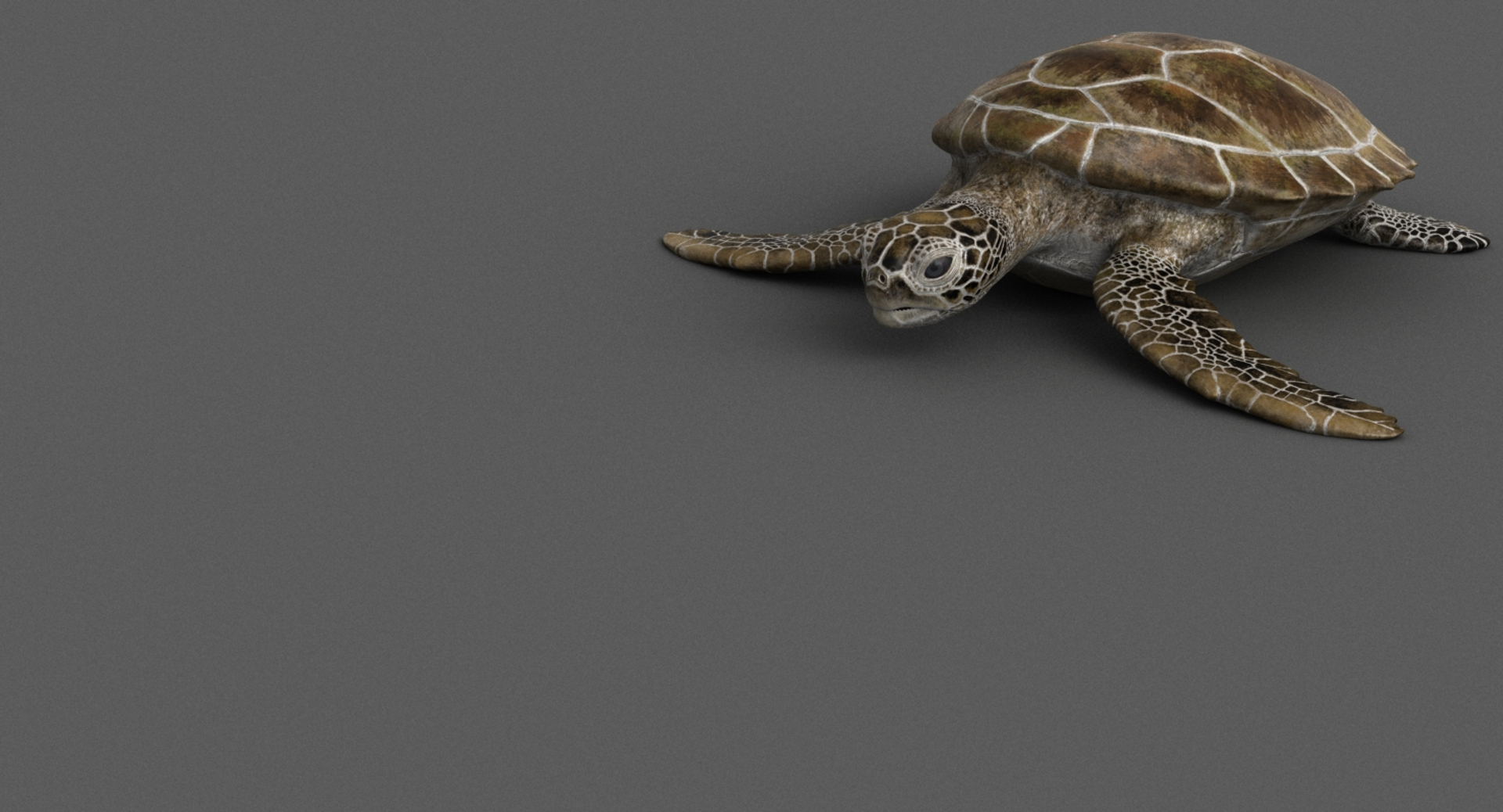 3D model green sea turtle animation - TurboSquid 1409891