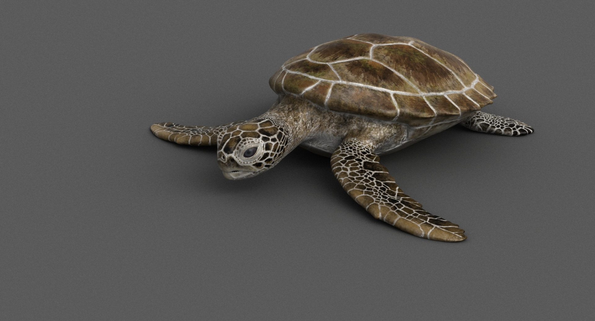 3D model green sea turtle animation - TurboSquid 1409891
