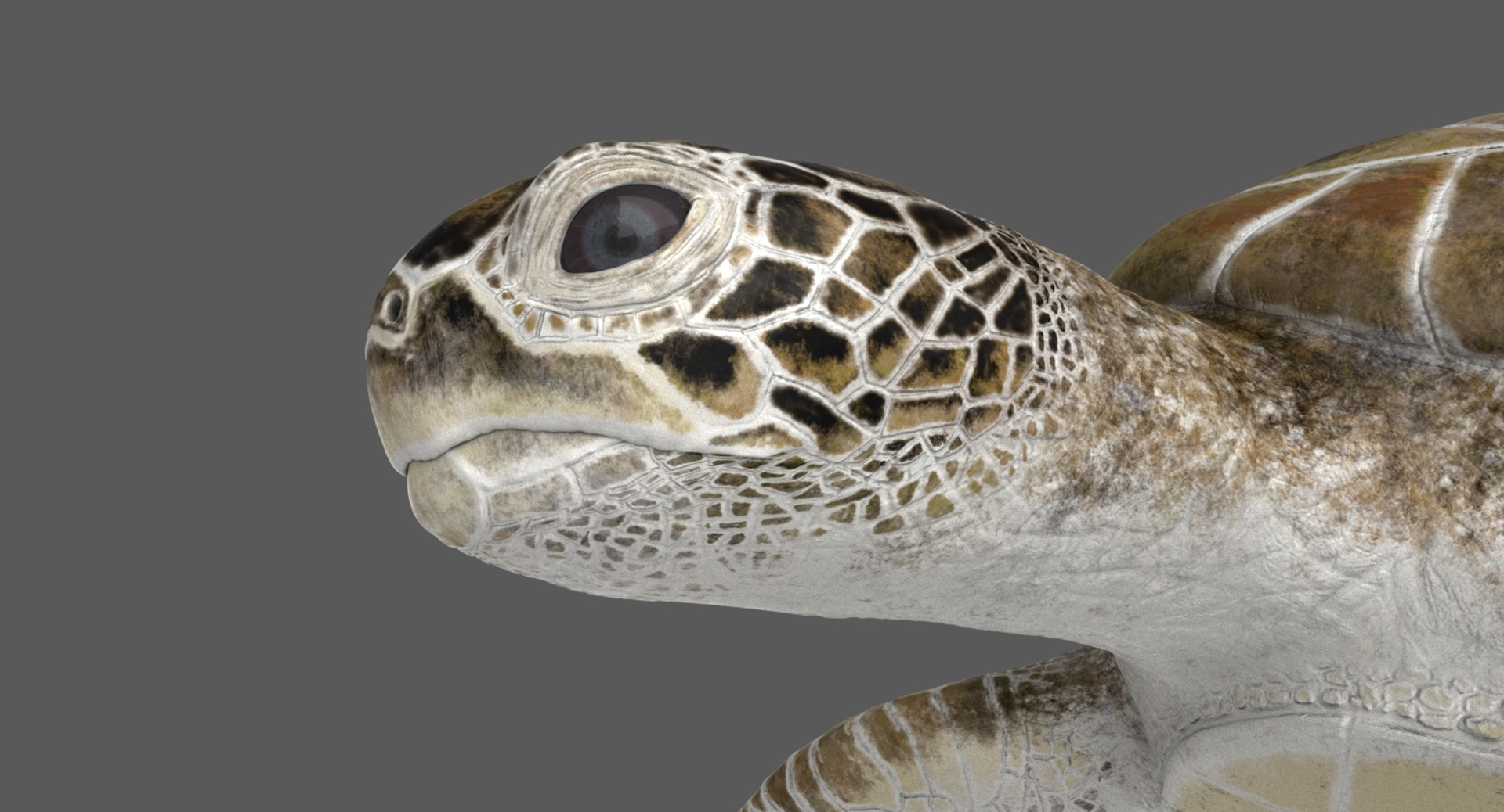 Animated Sea Turtle