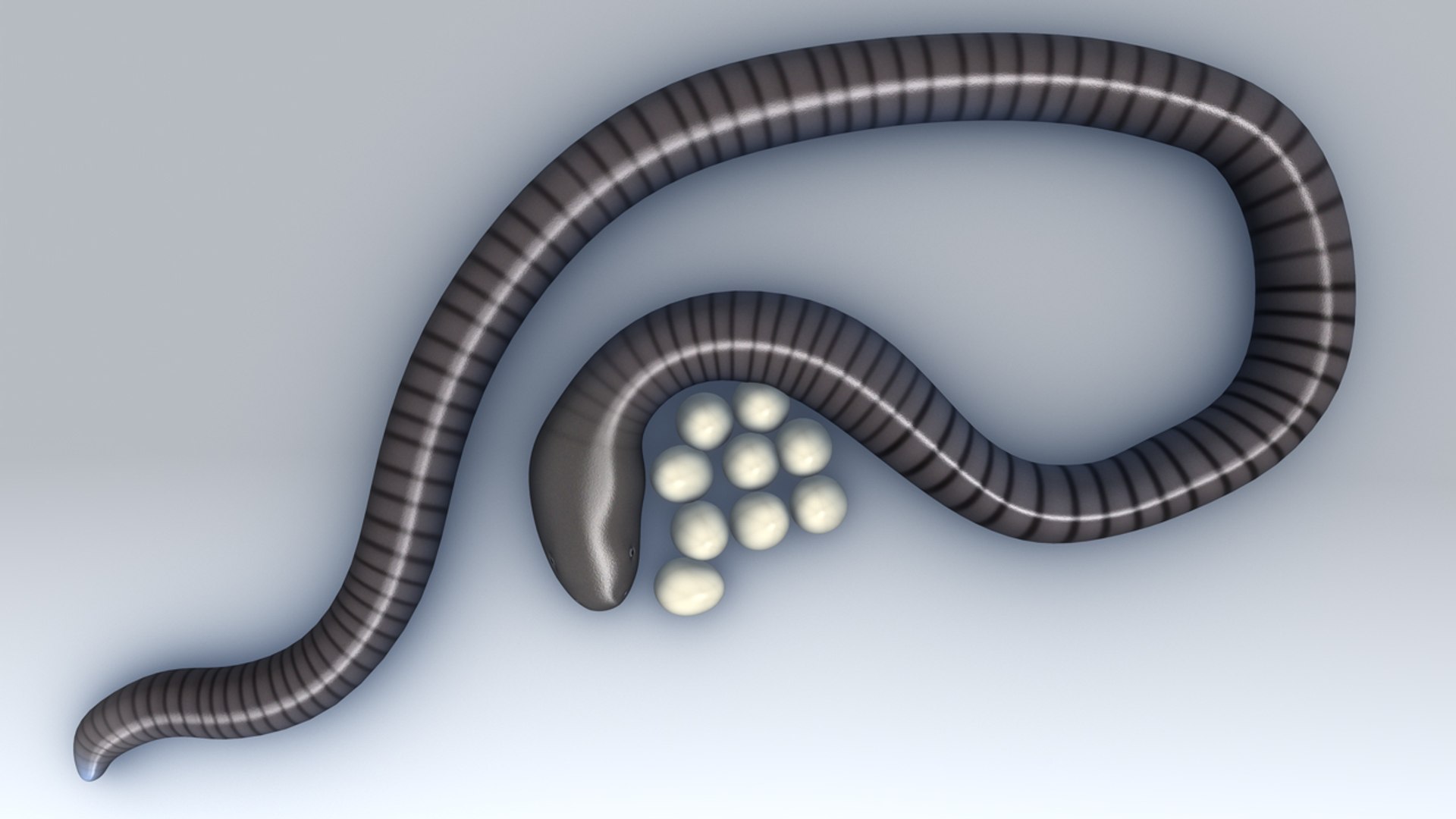 maya ichthyophis glutinosa female