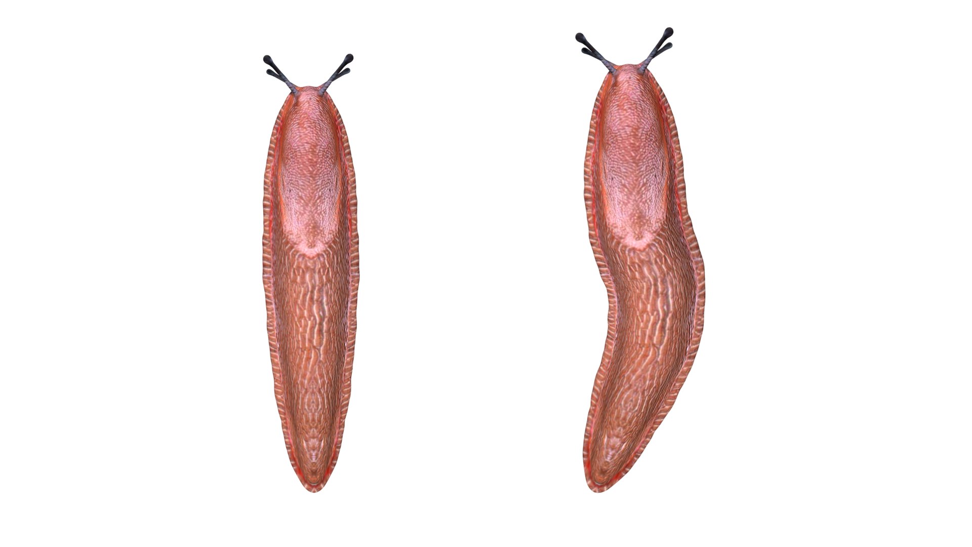 Fully Rigged Low Poly Slug Model - TurboSquid 1756365