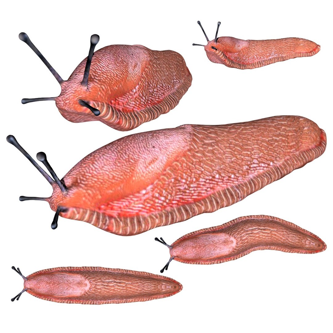 Fully Rigged Low Poly Slug Model - TurboSquid 1756365