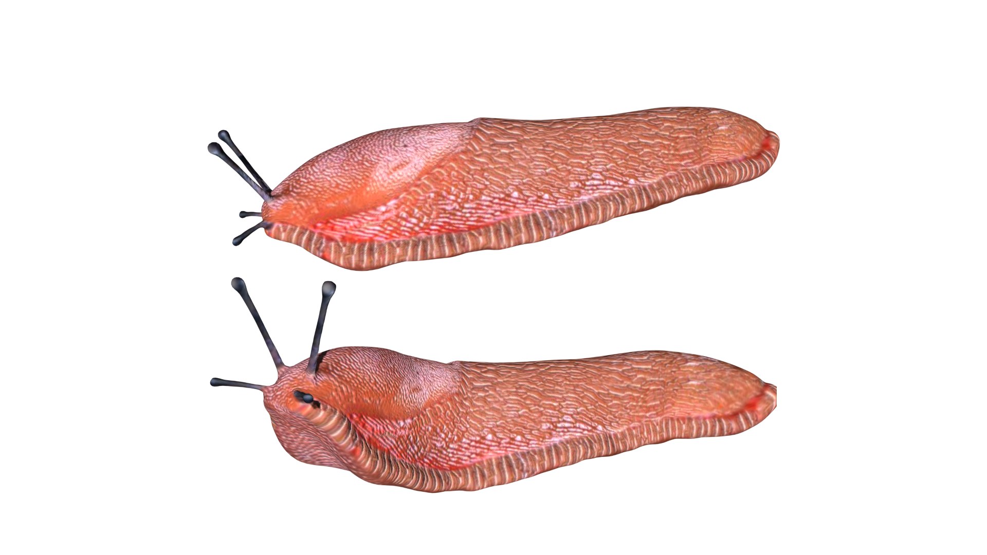 Fully Rigged Low Poly Slug Model - TurboSquid 1756365