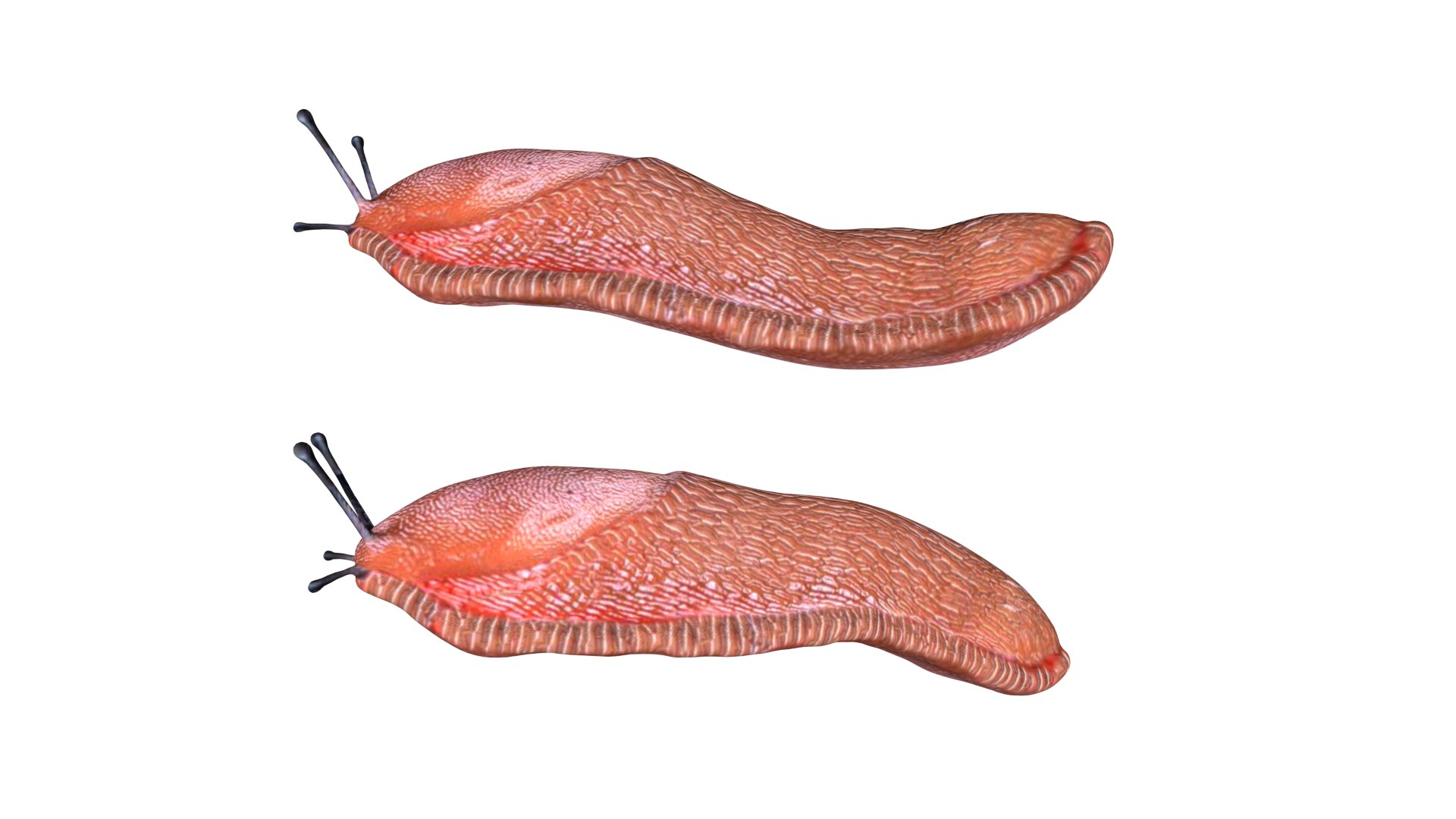 Fully Rigged Low Poly Slug Model - TurboSquid 1756365