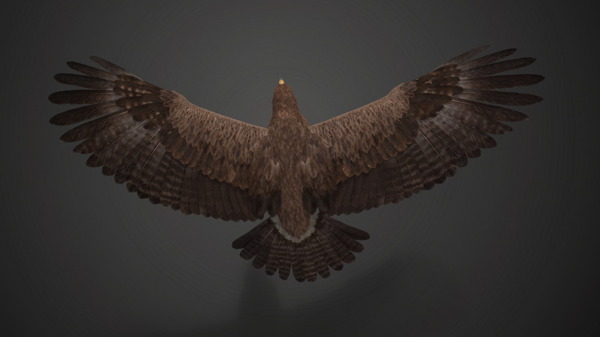 Aquila Nipalensis Animated model - TurboSquid 2080933