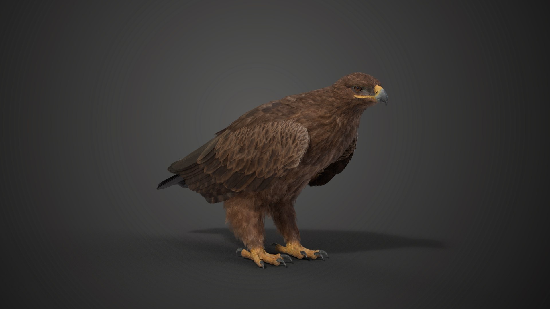 Aquila Nipalensis Animated model - TurboSquid 2080933